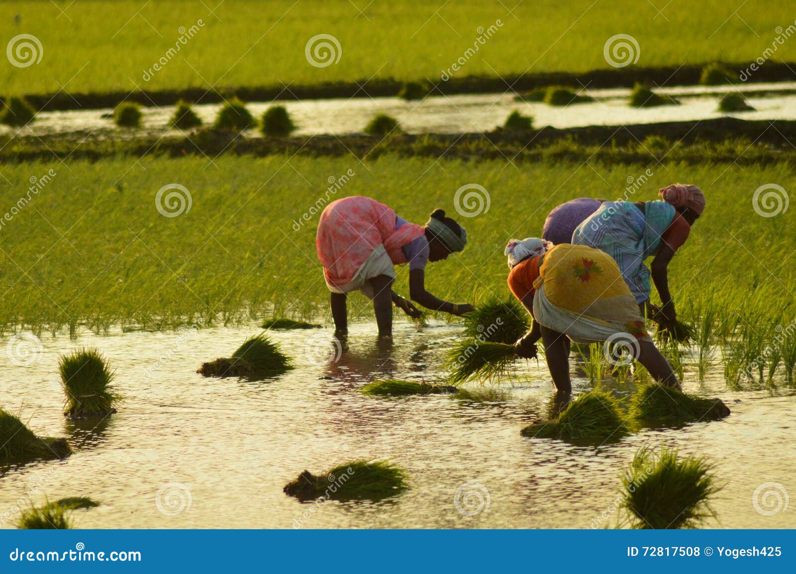 Indian rice farmer editorial stock photo. Image of fields - 72817508
