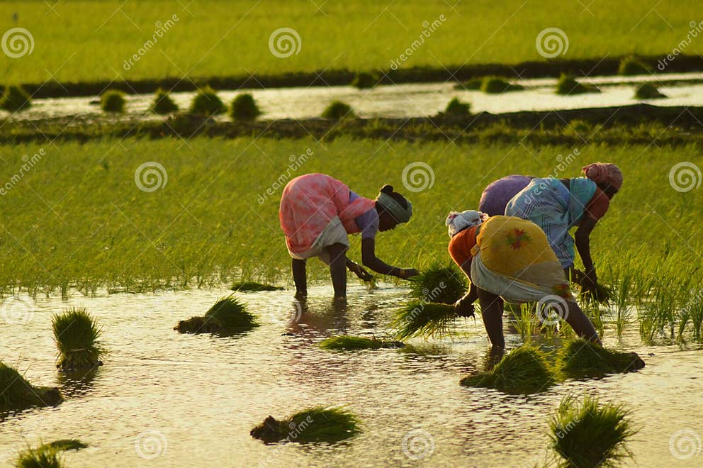 Indian rice farmer editorial stock photo. Image of fields - 72817508