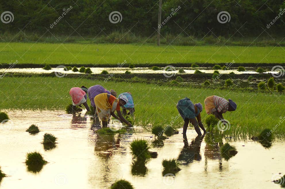 Indian rice farmer editorial stock image. Image of women - 72817689