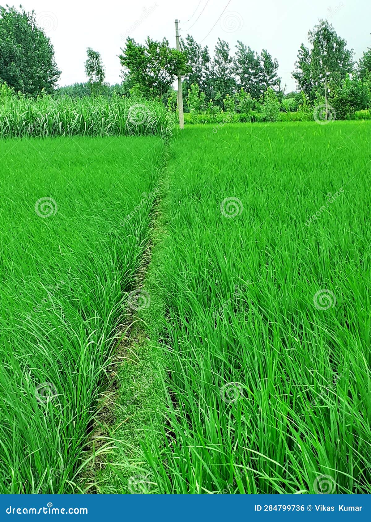 Indian Rice Farming Rural Area Farming Stock Photo - Image of indian ...