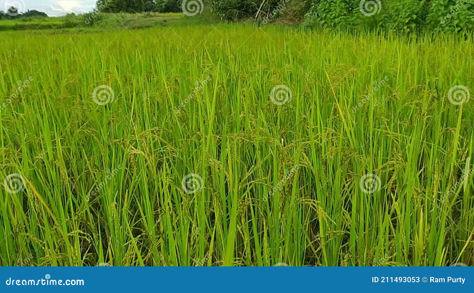 Indian Rice Farming Stock Footage & Videos - 152 Stock Videos