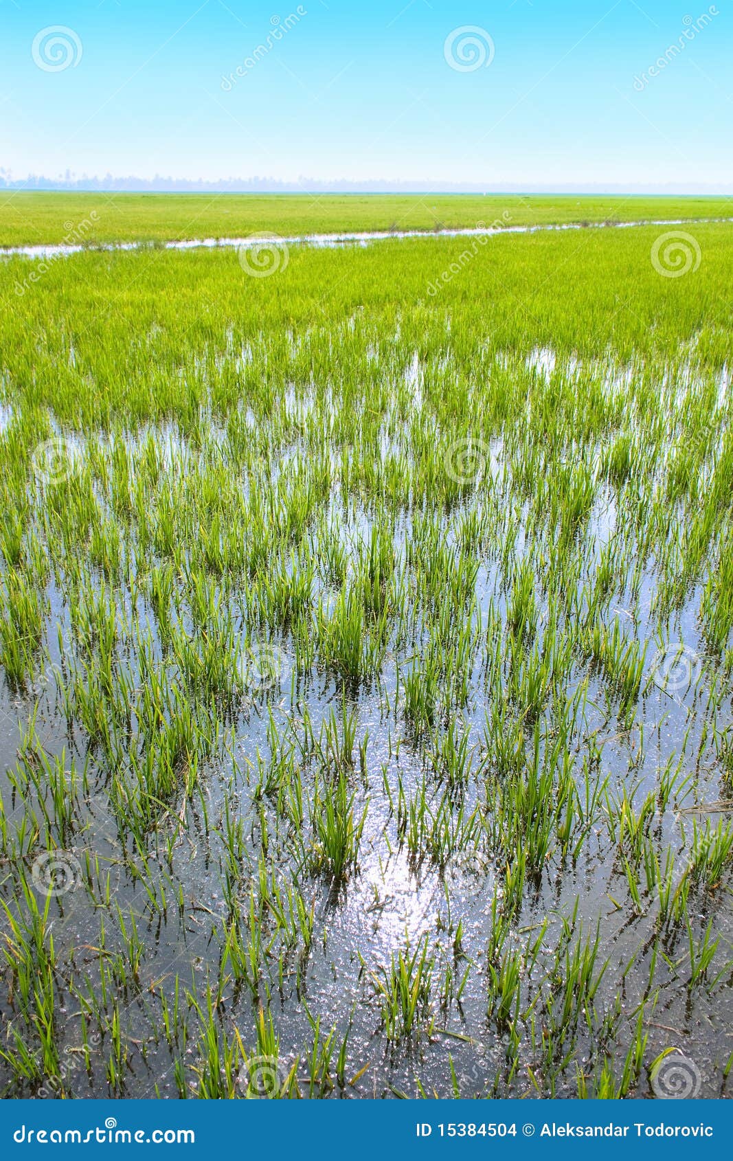 Indian rice field, India stock photo. Image of fresh - 15384504