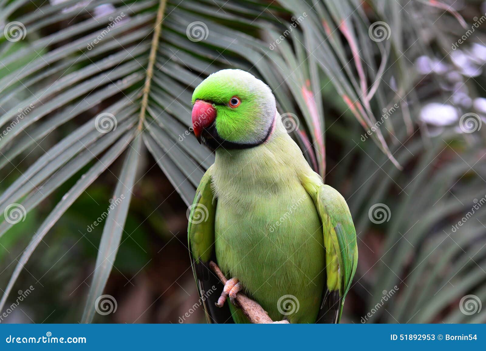 Indian ring neck parrot stock image. Image of wings, wildlife - 51892953