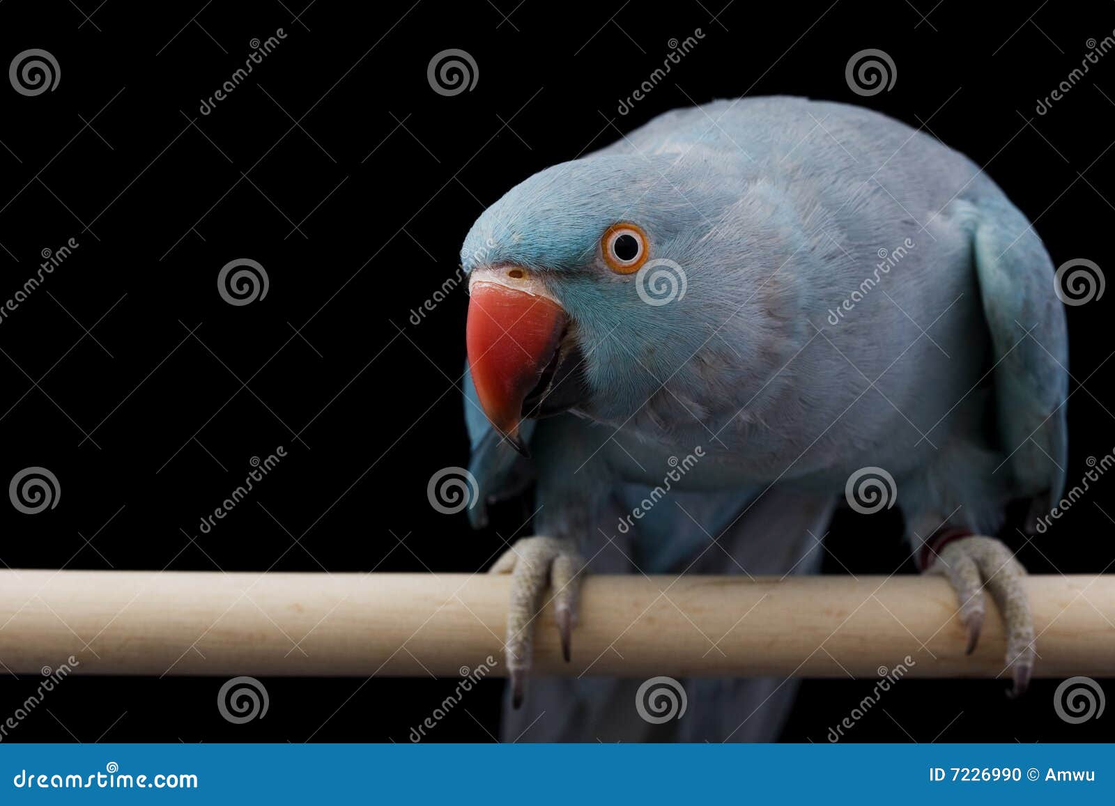 Grey Indian Ringneck