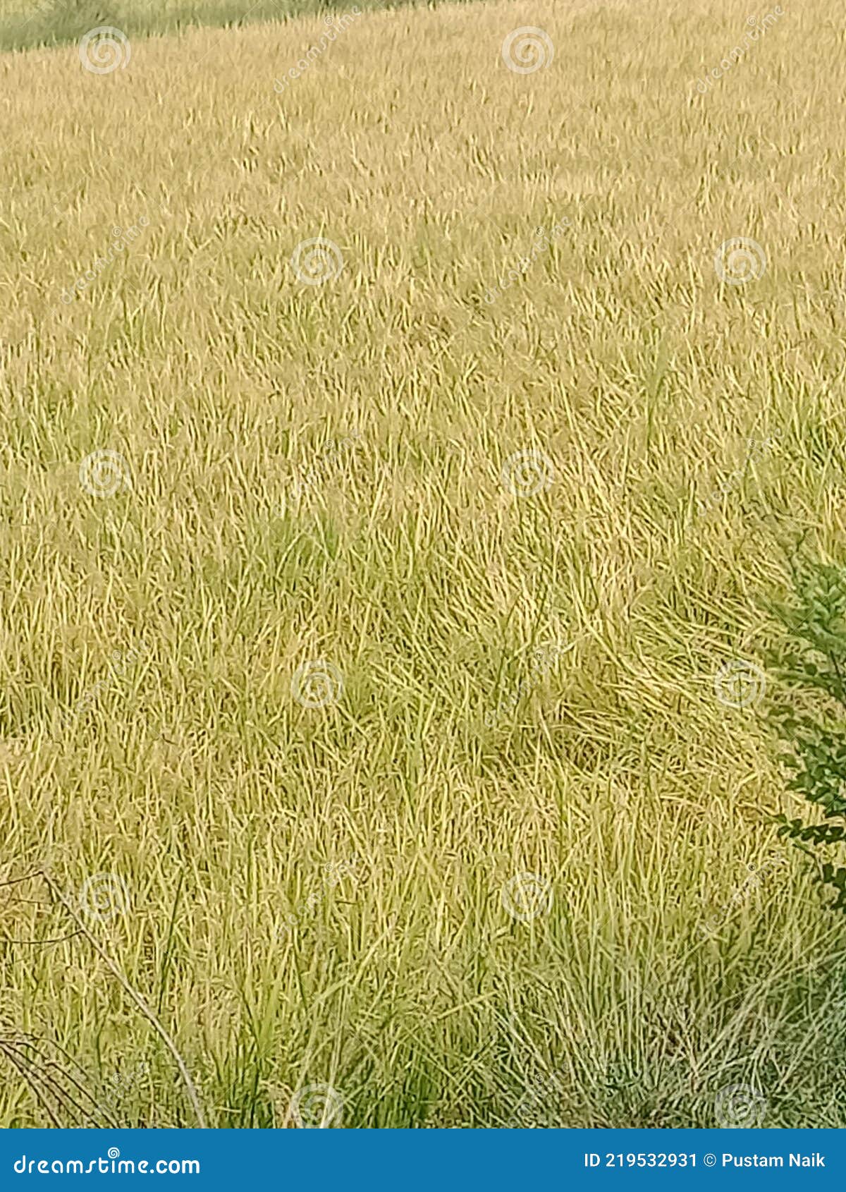 Indian ripe crop land stock image. Image of indian, agriculture - 219532931