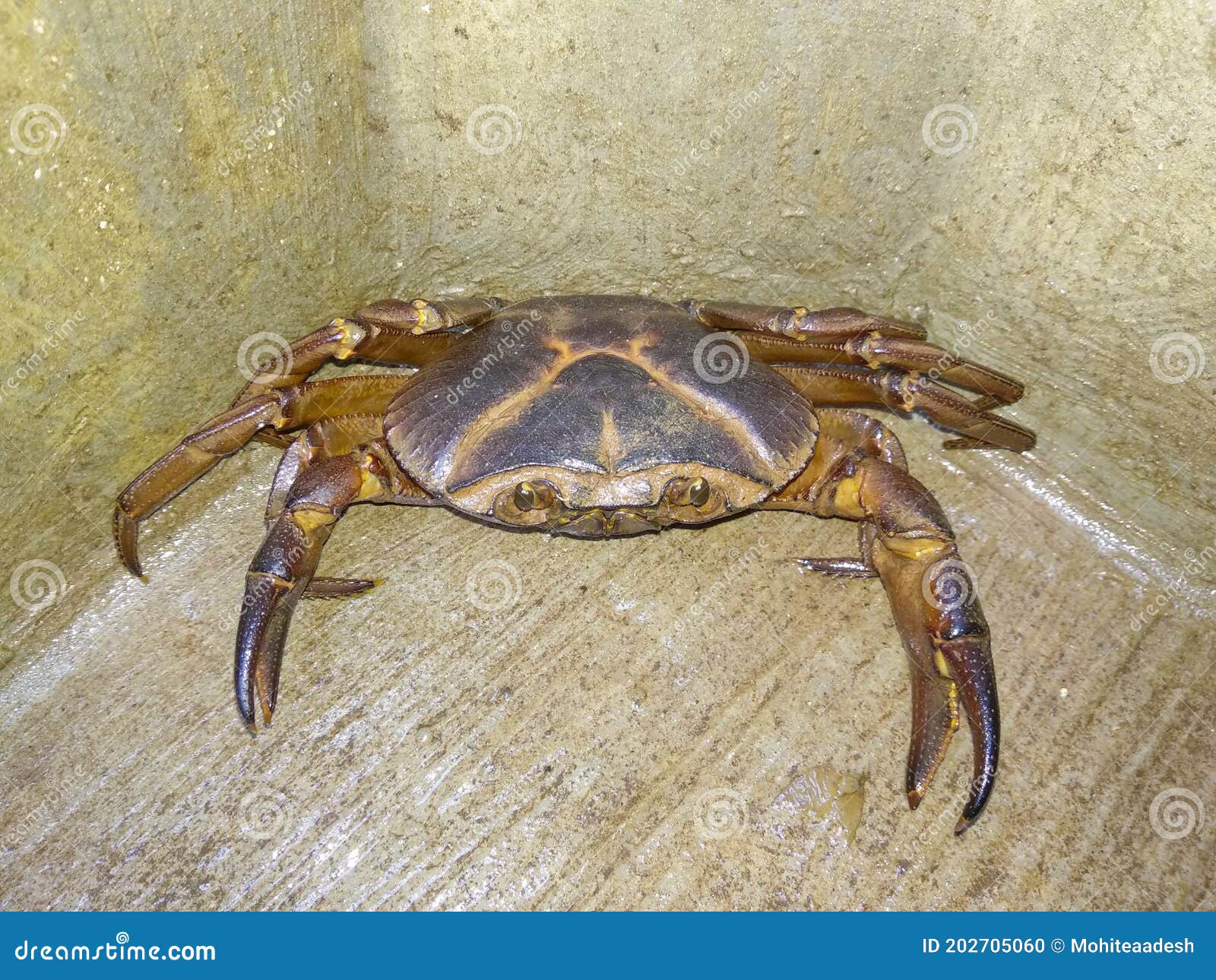 Indian river crab stock photo. Image of indian, seafood - 202705060