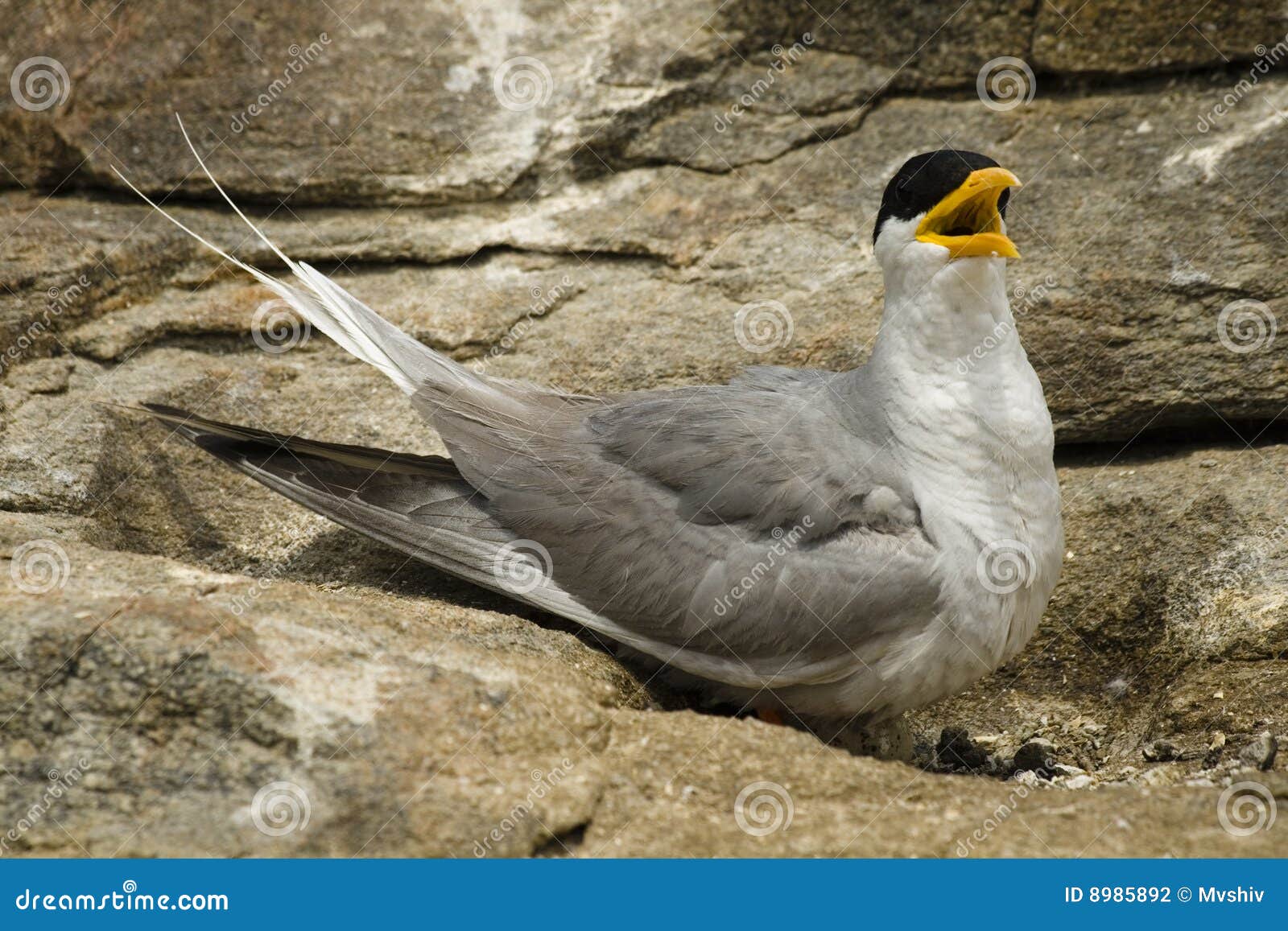 Indian River Tern stock photo. Image of nesting, hatching - 8985892