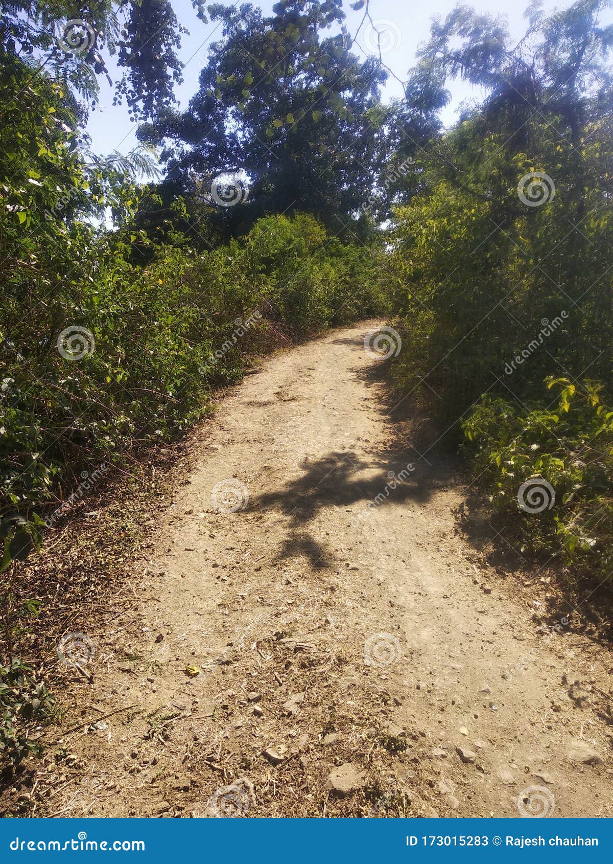 Indian Road that Has Green Trees Stock Image - Image of trees, indian ...