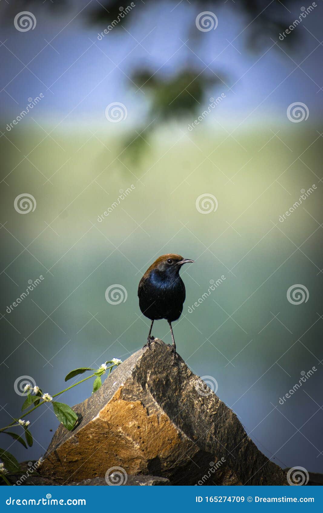 Indian robin stock image. Image of species, musicianship - 165274709