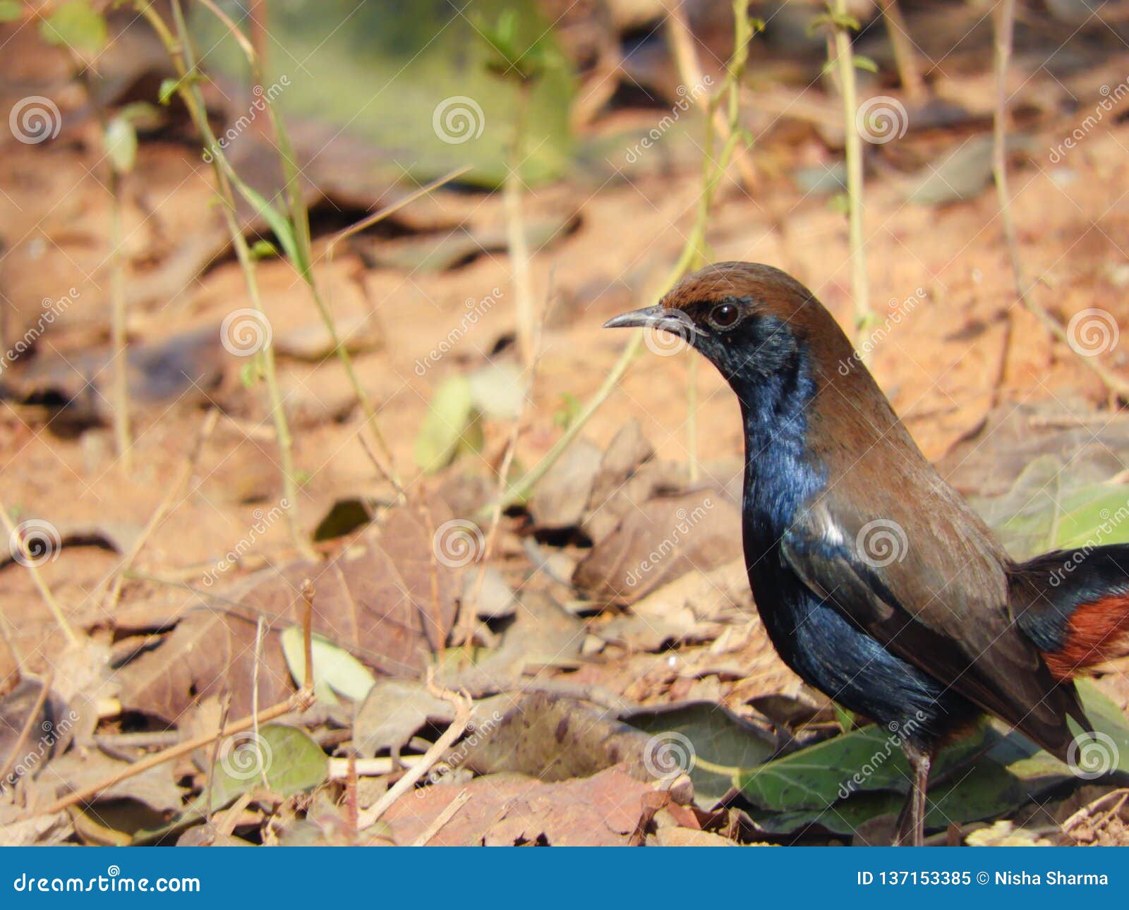 Indian Robin stock image. Image of tiny, brown, woods - 137153385