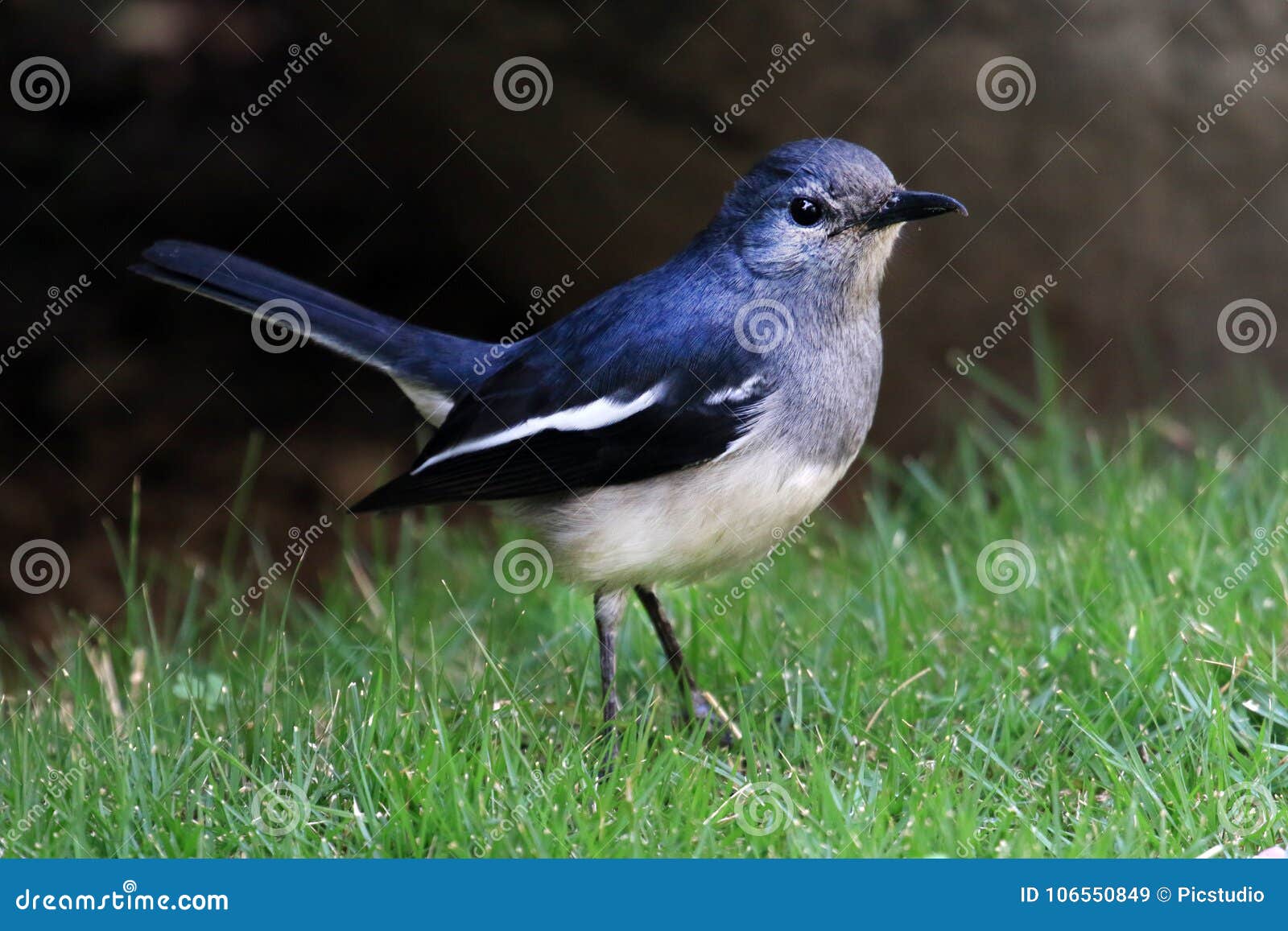Indian robin bird stock image. Image of avian, feathers - 106550849