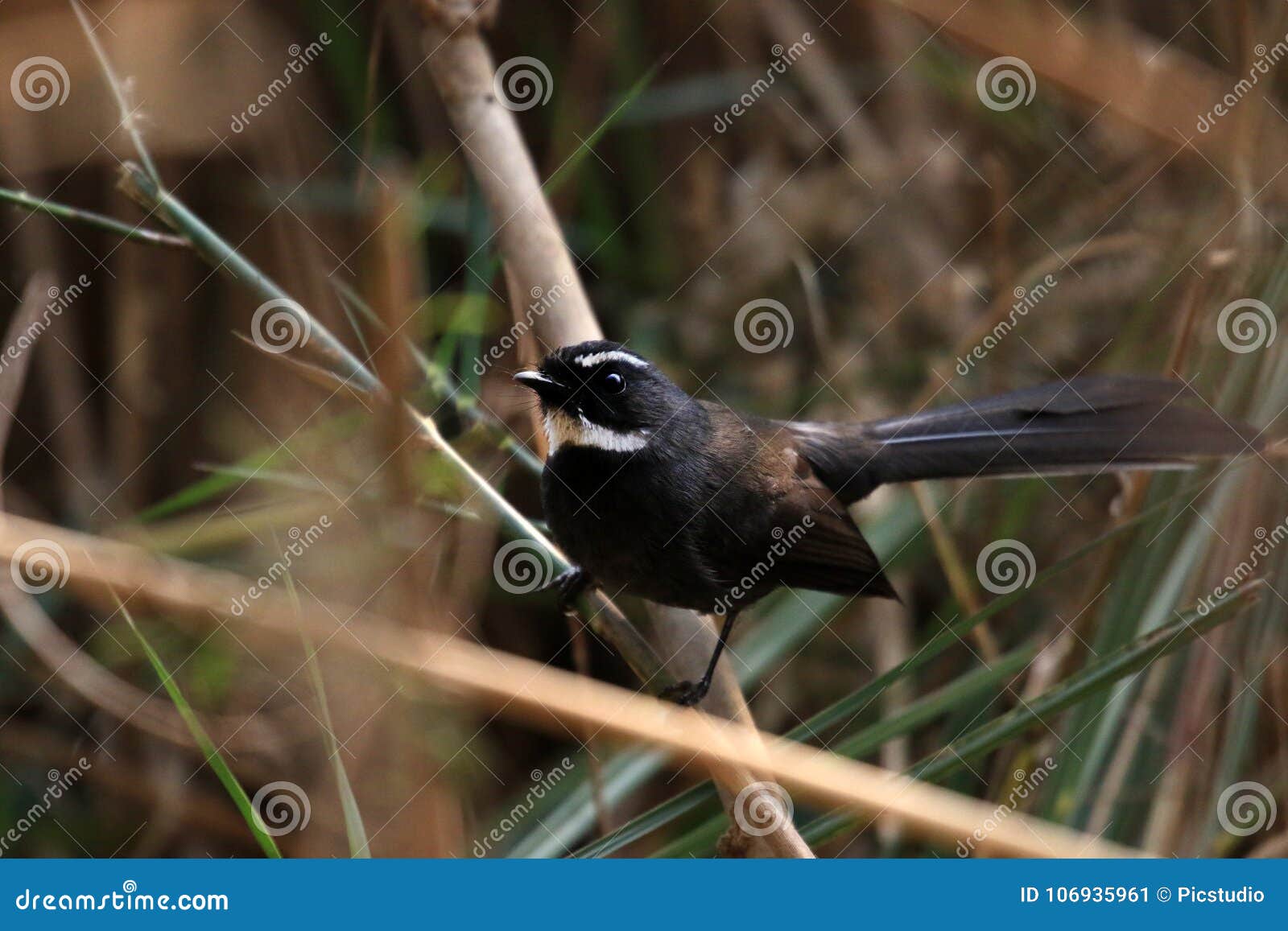 Indian robin bird stock image. Image of outdoors, magpie - 106935961
