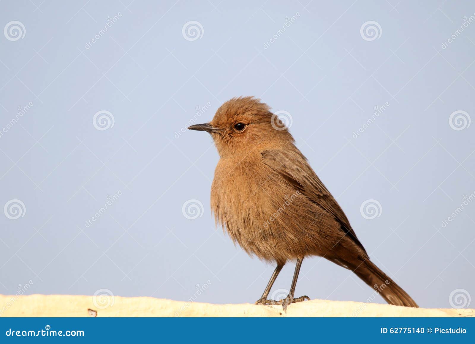 Indian robin bird stock photo. Image of winters, wildlife - 62775140