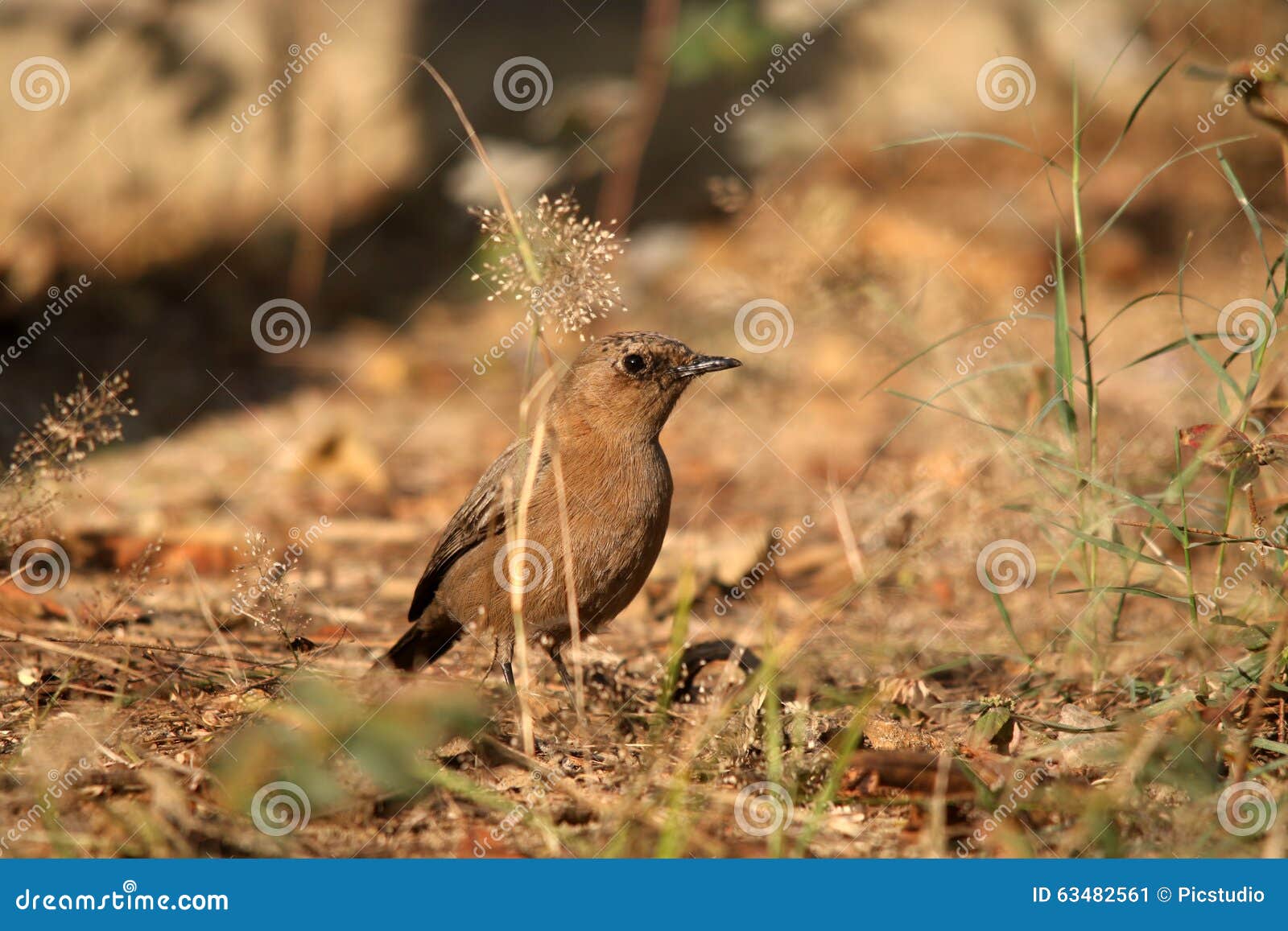 Indian robin bird stock image. Image of beautiful, indian - 63482561