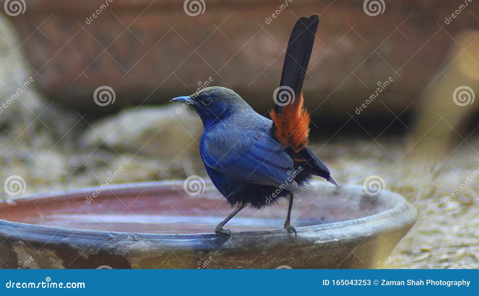 Indian Robin Bird Sitting on Tree Selective Focus,from Sindh Pakistan ...