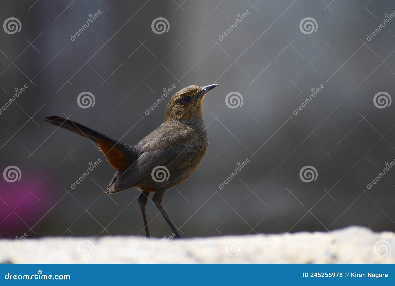 Indian Robin birds. stock photo. Image of bird, outdoor - 245255978