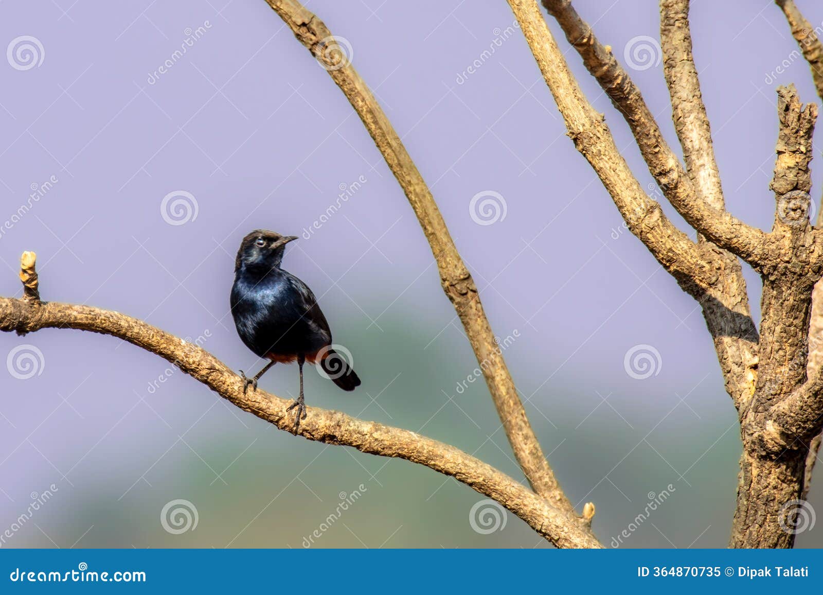 Indian Robin Of The Saxicoloides Fulicatus On The Fence Royalty-Free ...