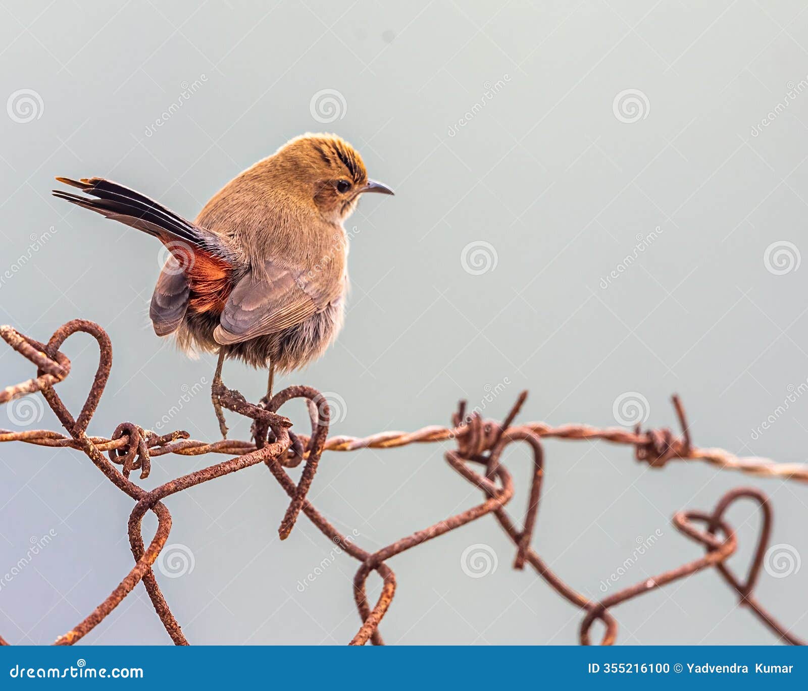 Indian Robin Of The Saxicoloides Fulicatus On The Fence Royalty-Free ...