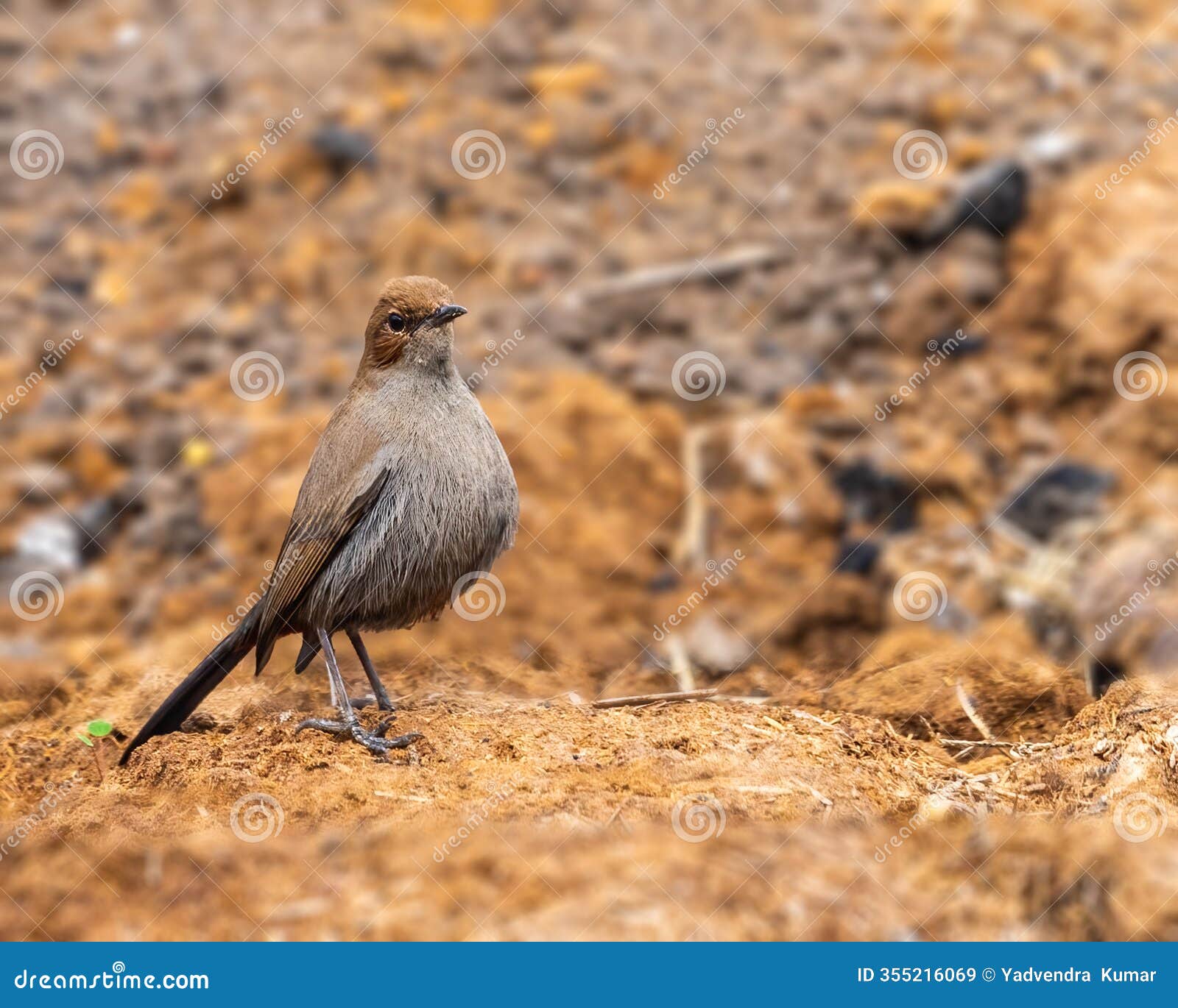 A Indian Robin stock image. Image of small, blue, beak - 355216069
