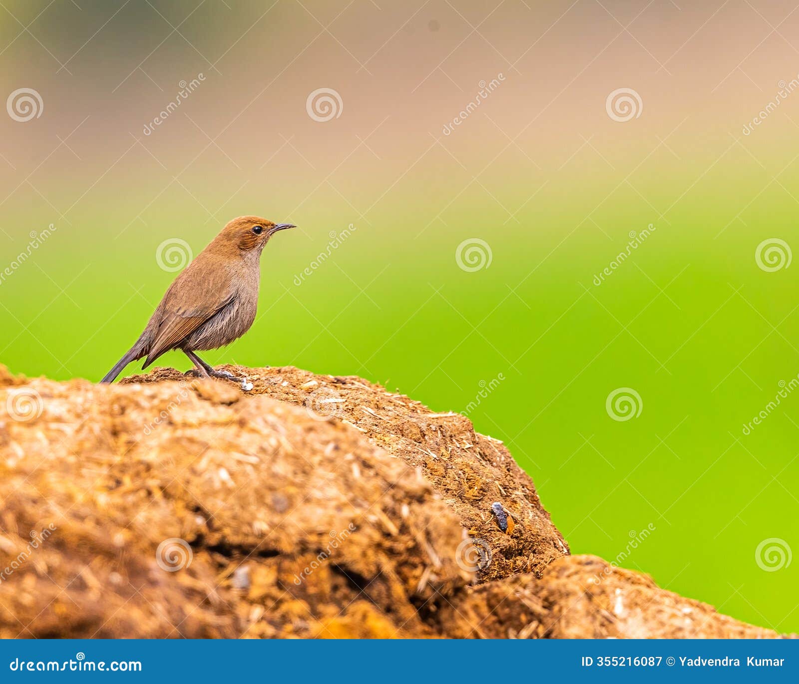 Indian Robin Of The Saxicoloides Fulicatus On The Fence Royalty-Free ...