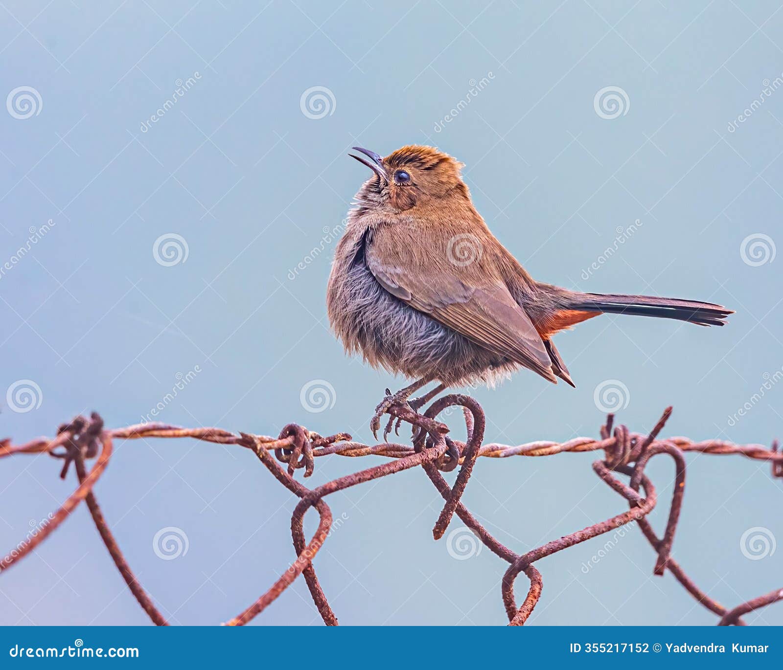 Indian Robin Of The Saxicoloides Fulicatus On The Fence Royalty-Free ...