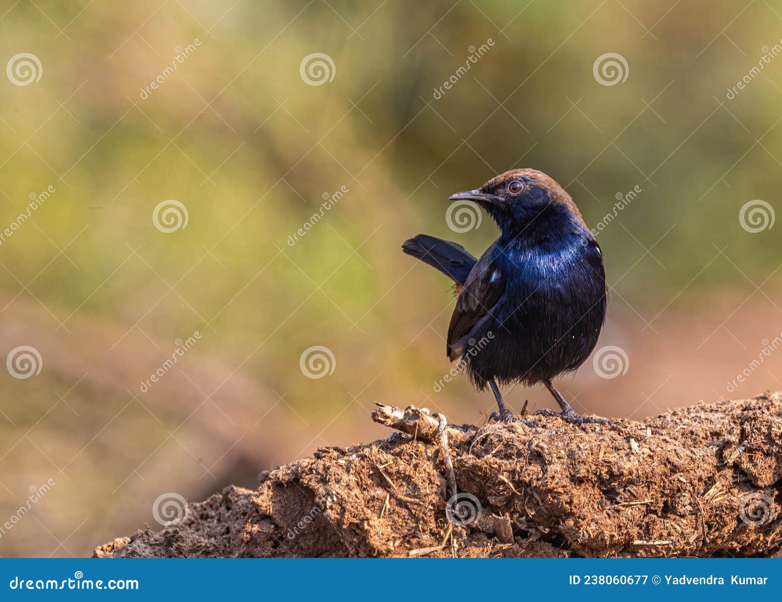 Indian Robin Looking into Camera Stock Image - Image of tree, songbird ...