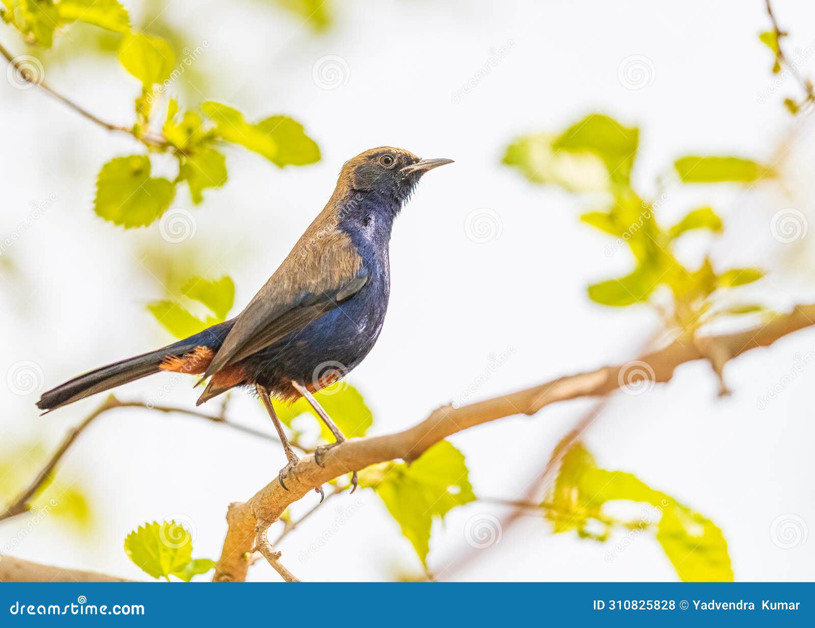 An Indian Robin Looking Side Way Stock Photo - Image of tree, success ...