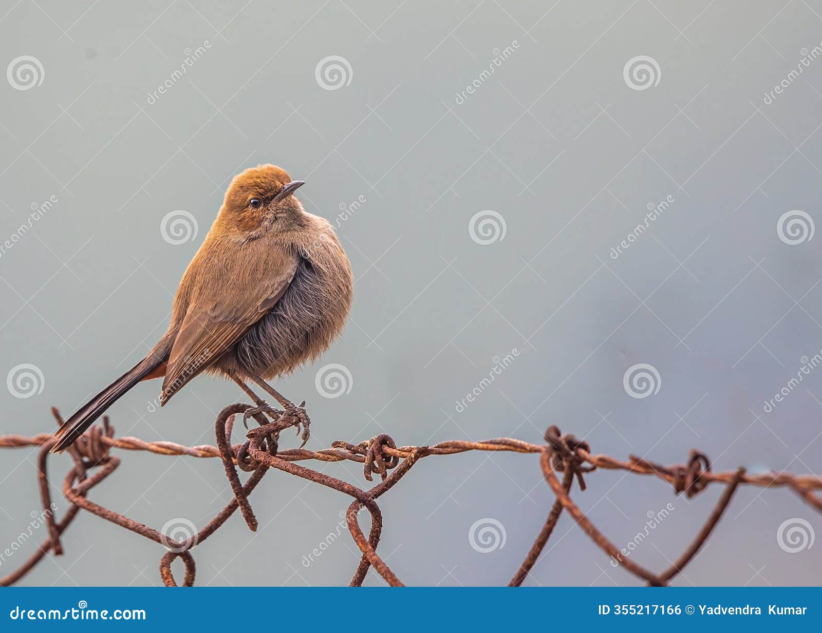 Indian Robin Or Axicoloides Fulicatus Royalty-Free Stock Photo ...