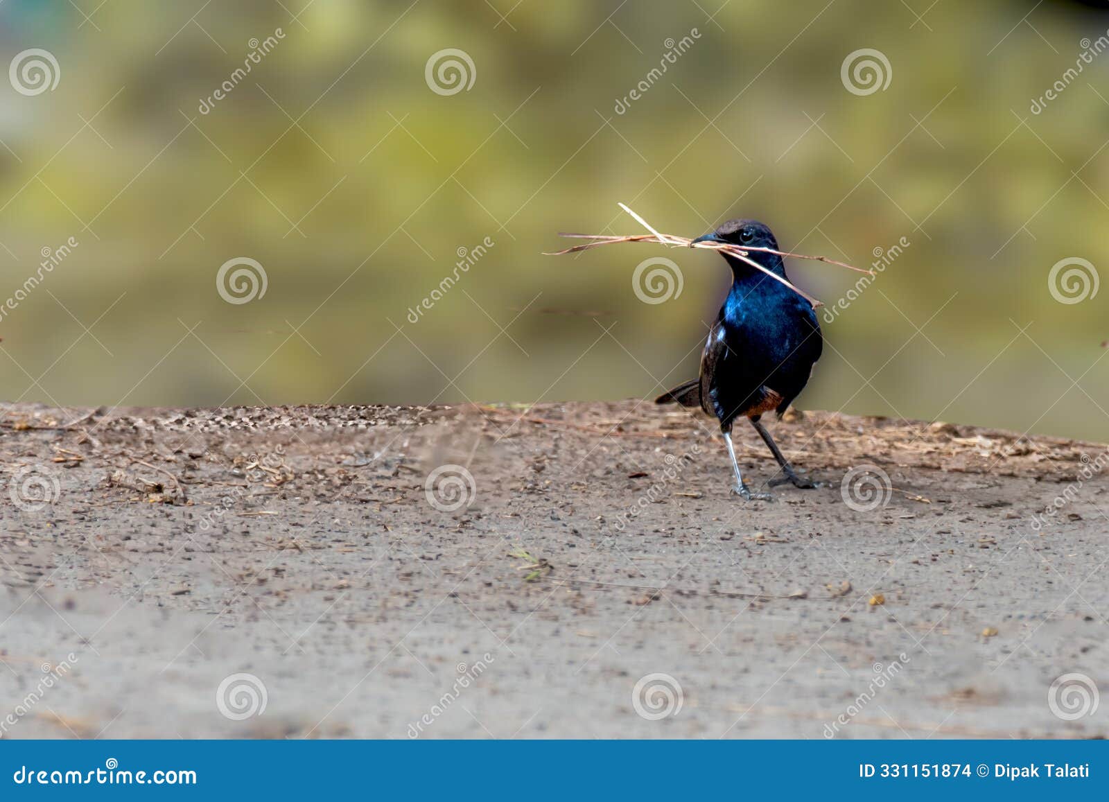 Indian Robin Collecting Nesting Materials Stock Photo - Image of wing ...