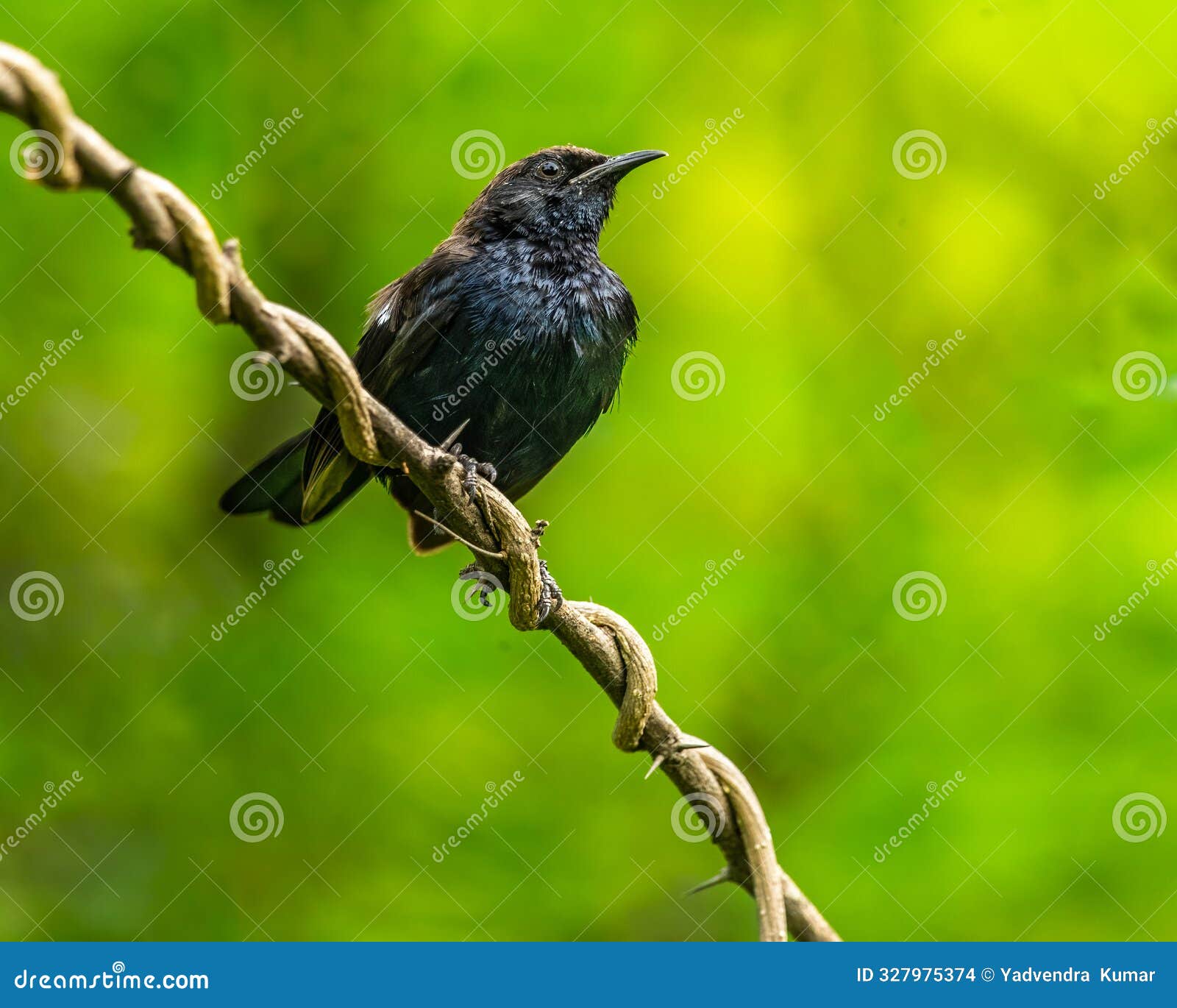 A Indian Robin resting stock photo. Image of pose, wildlife - 327975374