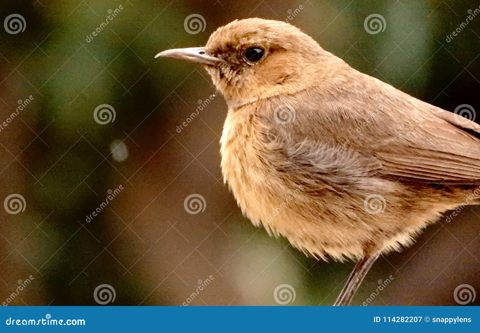 An Indian Robin Side Posing Stock Image - Image of urban, side: 114282207