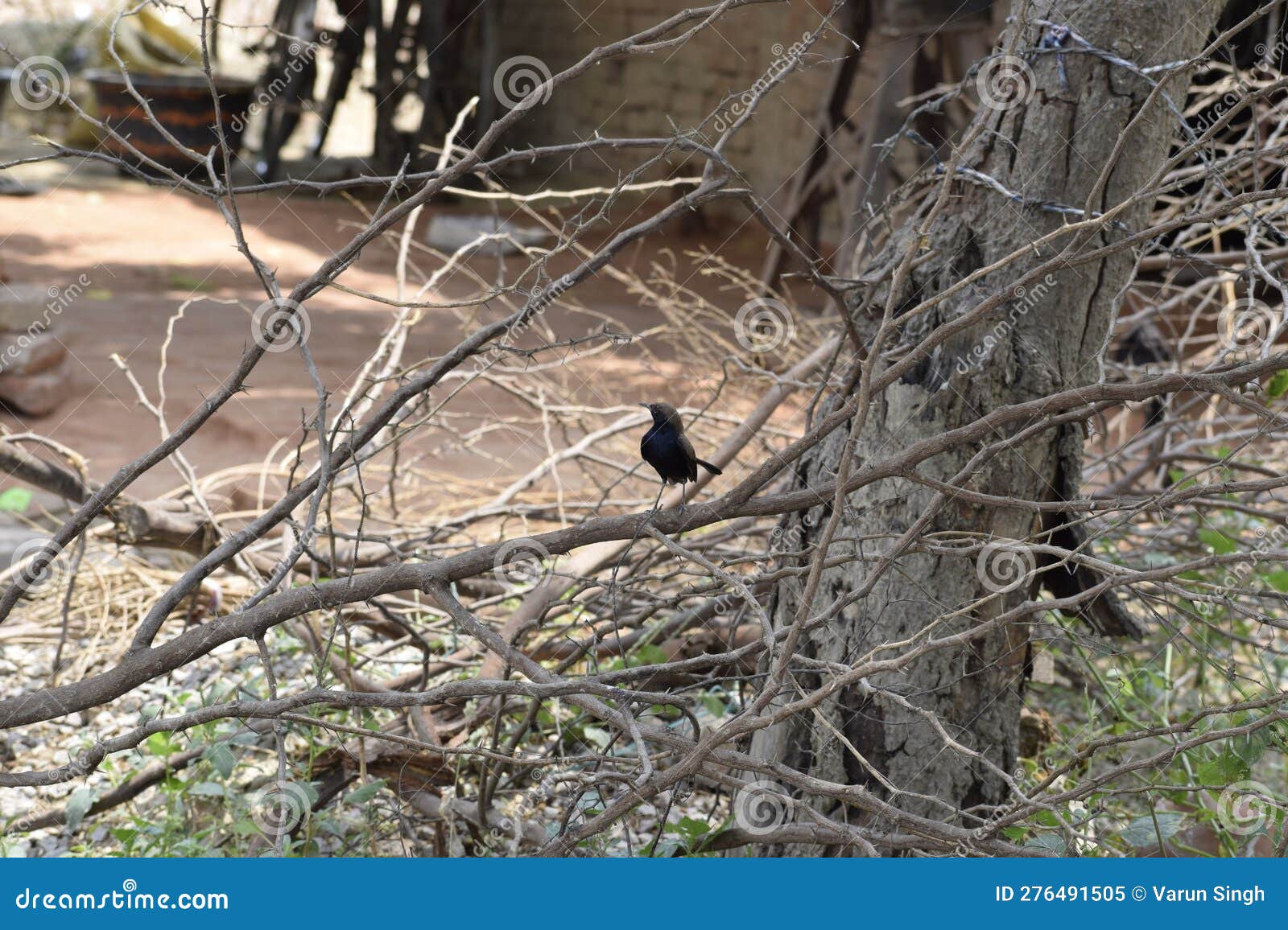 Indian Robin while Sitting on a Dry Tree. Stock Image - Image of trunk ...