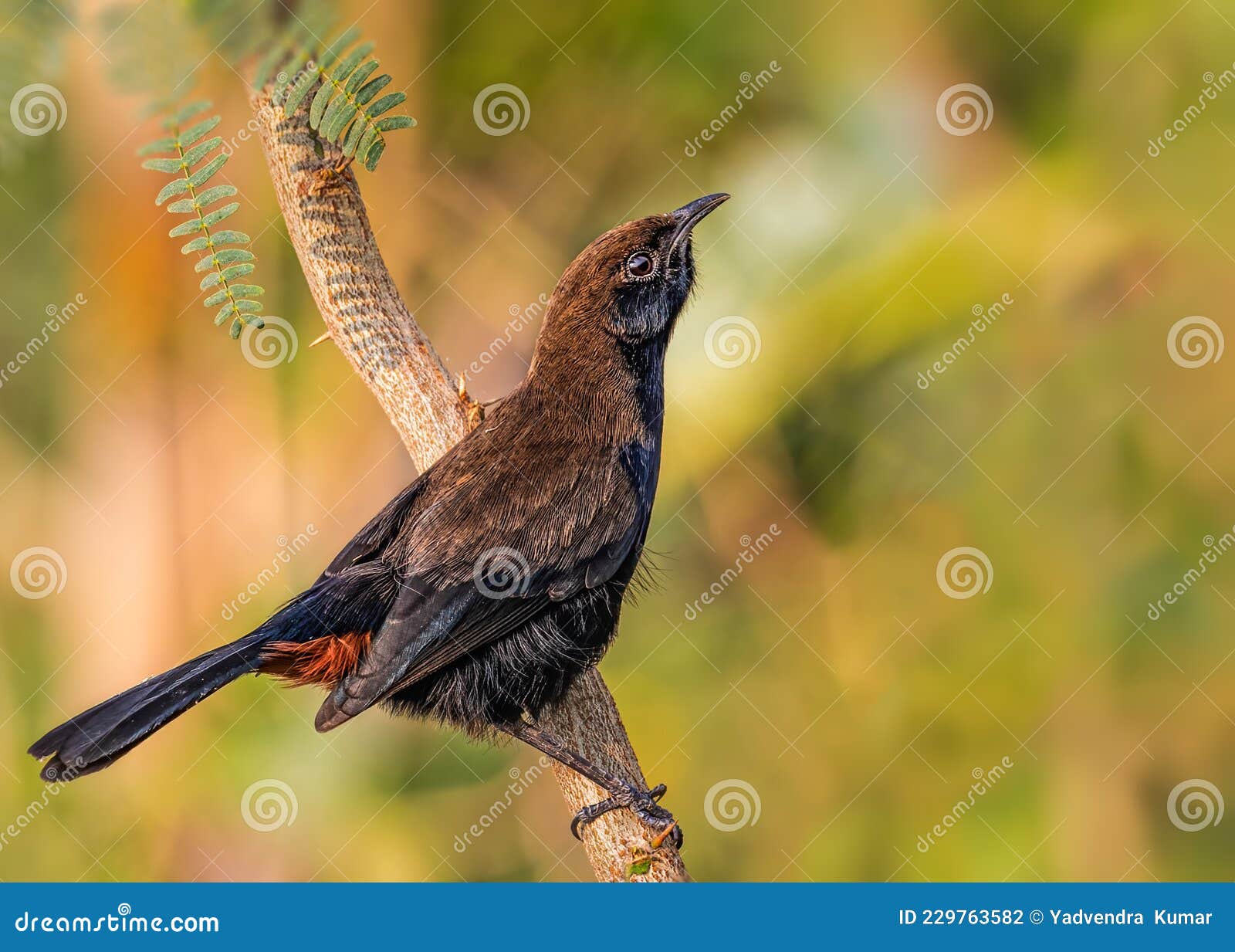 Indian Robin Stretching Its Neck Stock Photo - Image of beautiful ...