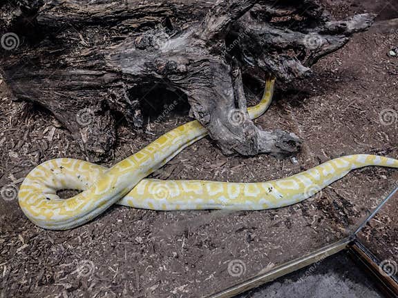 Indian Rock Python. Big Yellow Snake Stock Photo - Image of rock ...