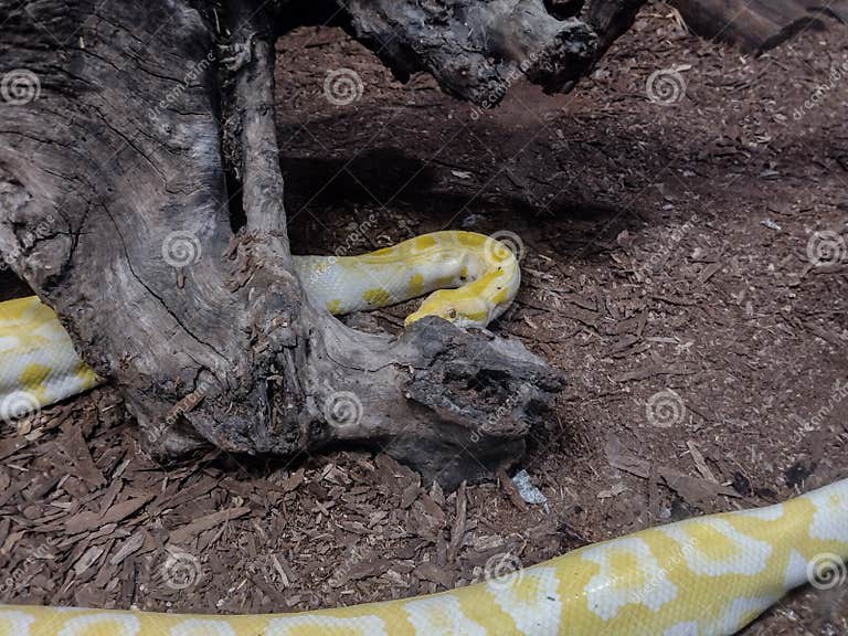 Indian Rock Python. Big Yellow Snake Stock Image - Image of natural ...