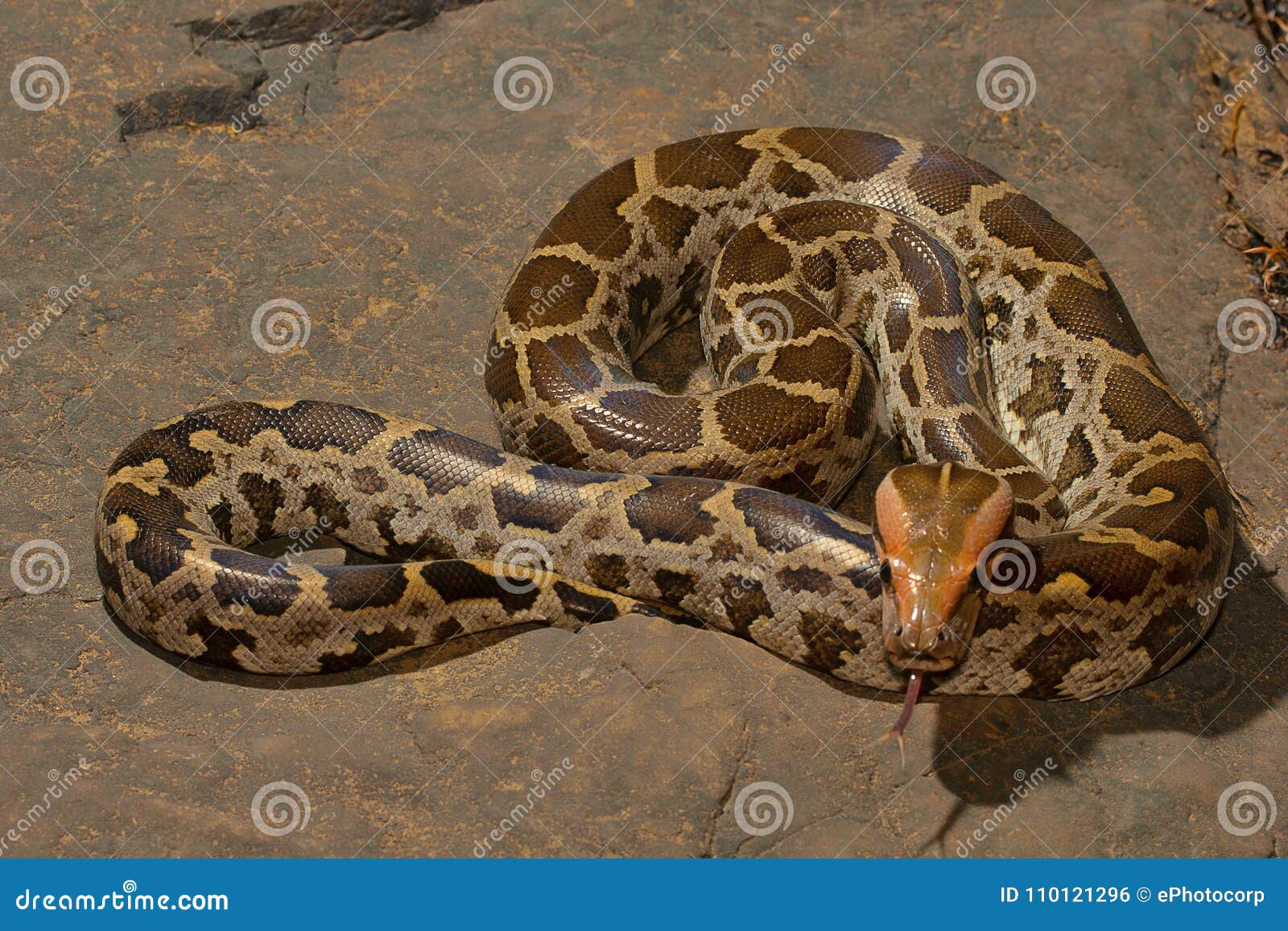Indian Rock Python, Python Molurus , Aarey Milk Colony , INDIA Stock ... Indian Rock Python, Python Molurus , Aarey Milk Colony , INDIA Stock ...