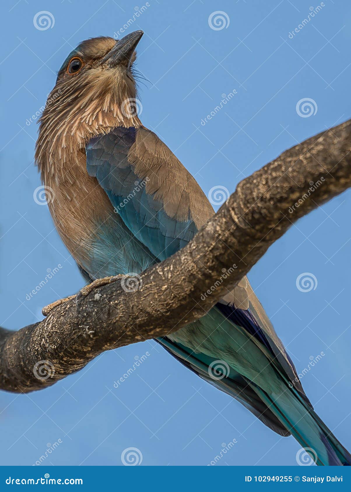 Indian Roller bird stock image. Image of ornithology - 102949255