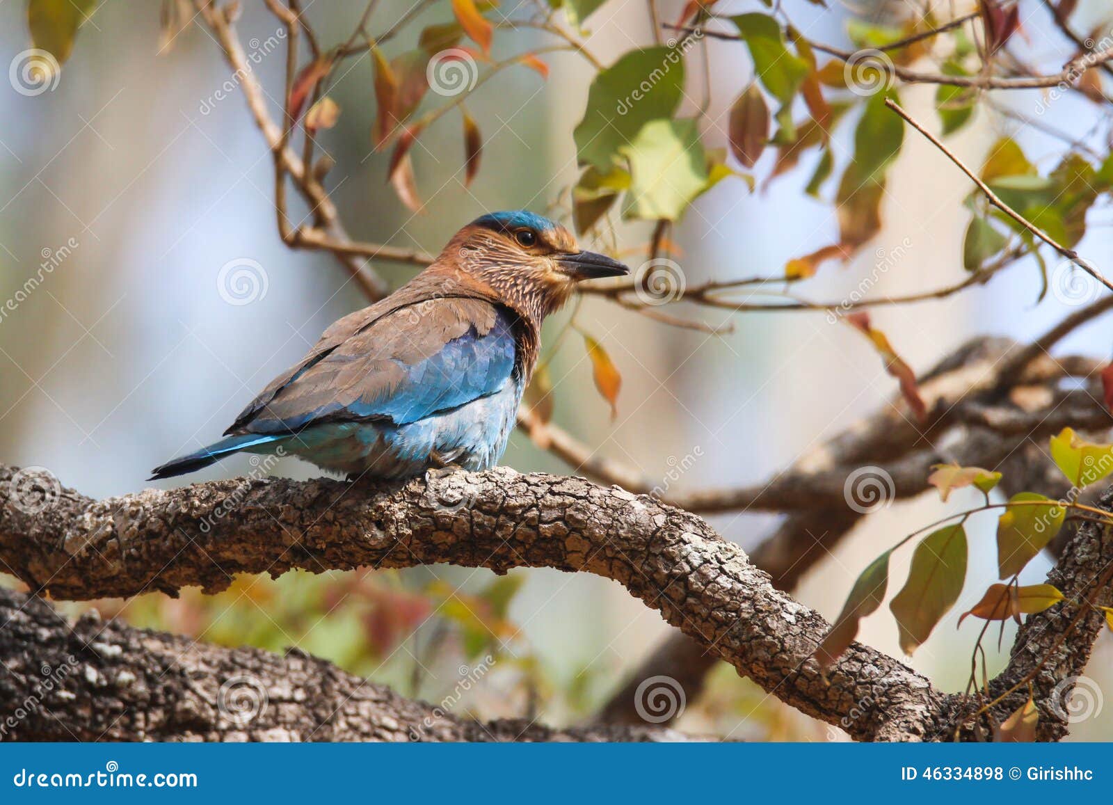 Indian Roller of Blue Jay stock photo. Image of animal - 46334898