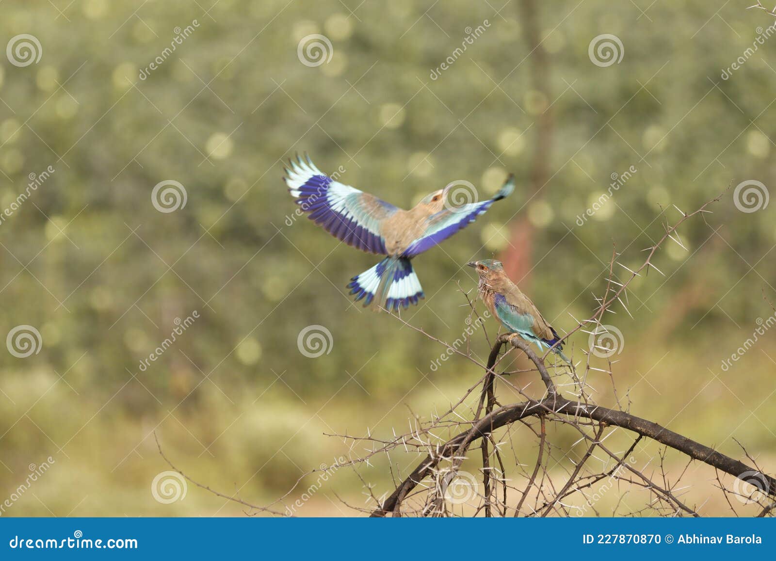 An indian roller in flight stock photo. Image of plant - 227870870
