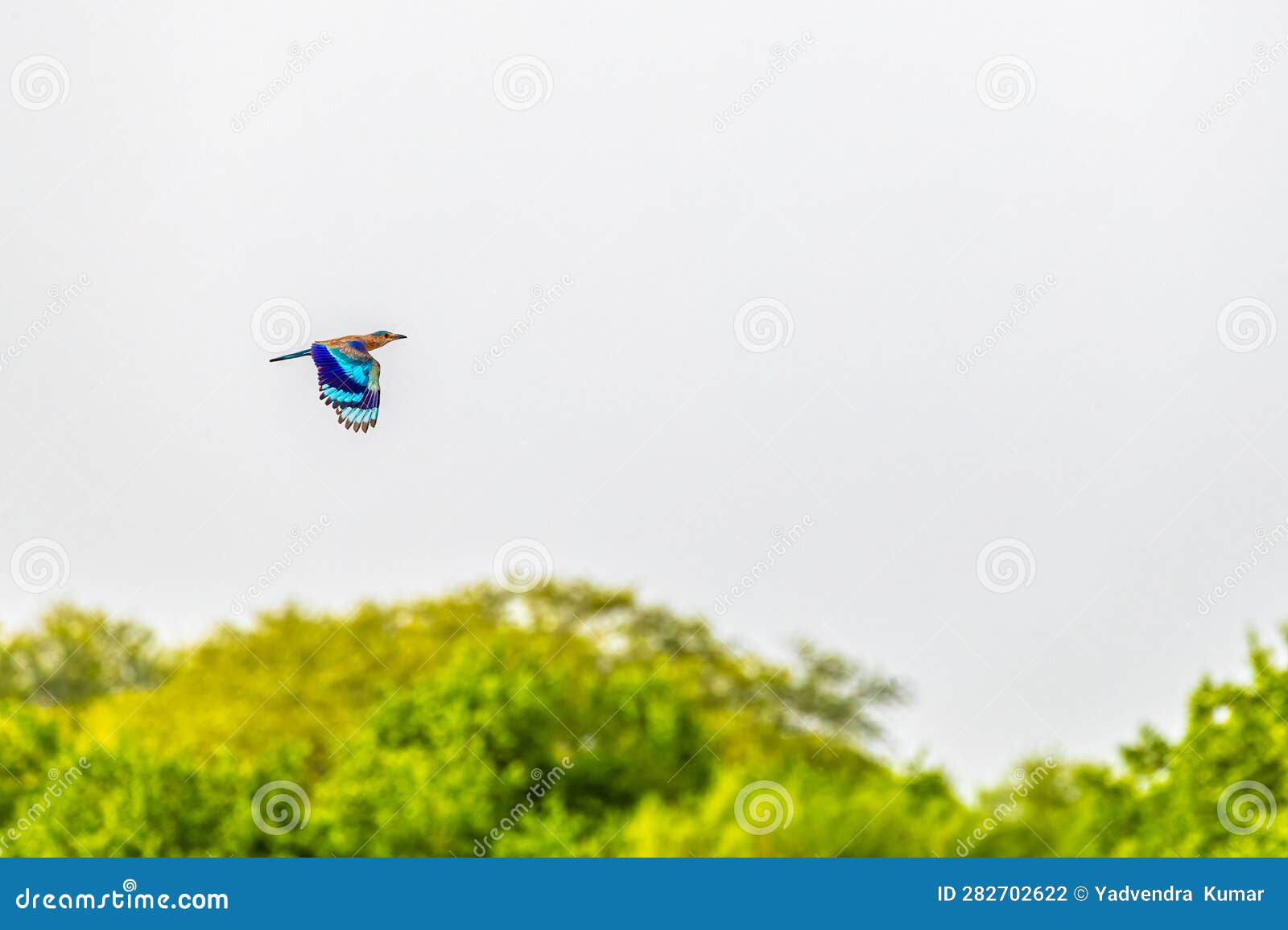 A Indian Roller stock photo. Image of safari, perched - 282702622