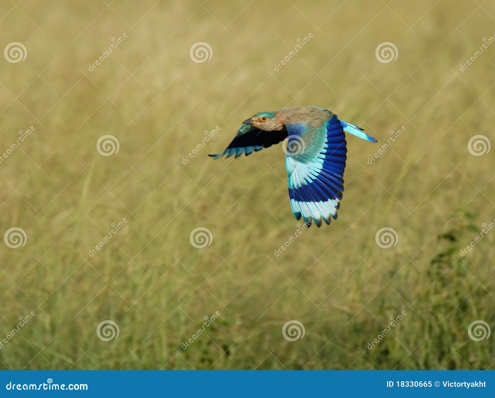 Indian Roller Flight with Whole Wing Displayed Stock Image - Image of ...