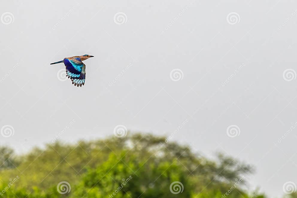 An Indian Roller in flight stock photo. Image of national - 282630340