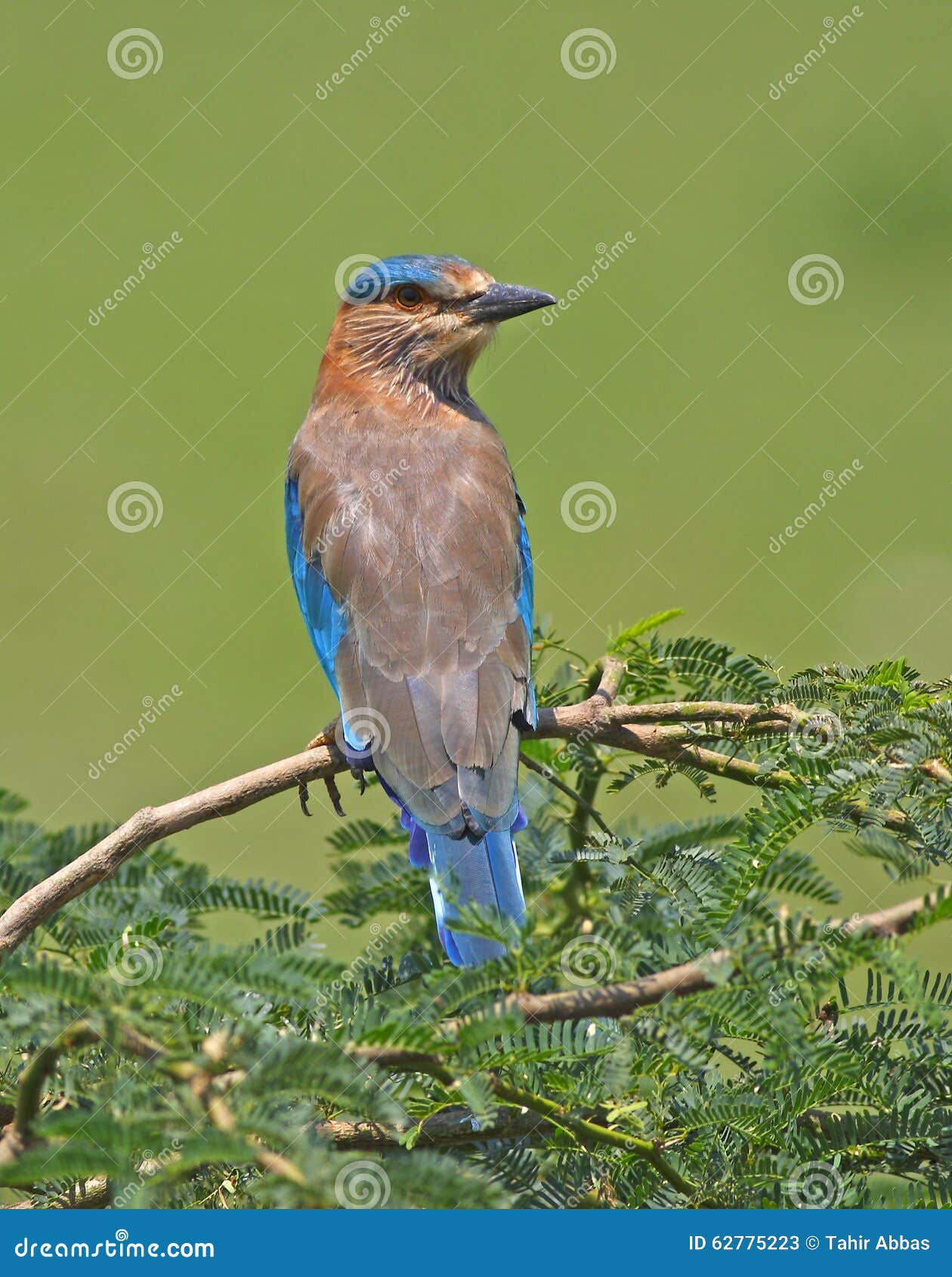 Indian roller stock image. Image of perching, indian - 62775223