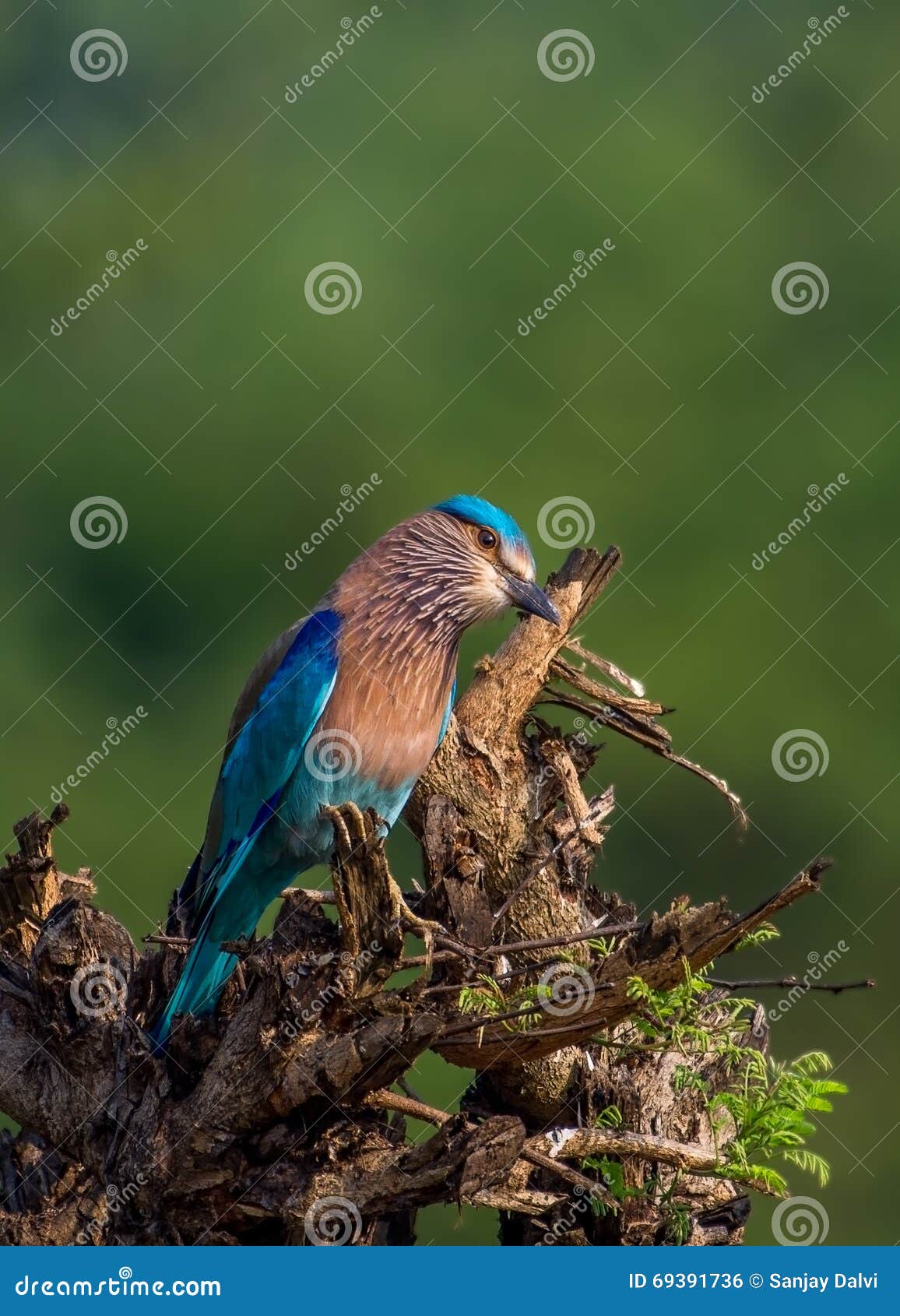 Indian Roller, Seen At Zaheel Park In Dubai Stock Photo | CartoonDealer ...
