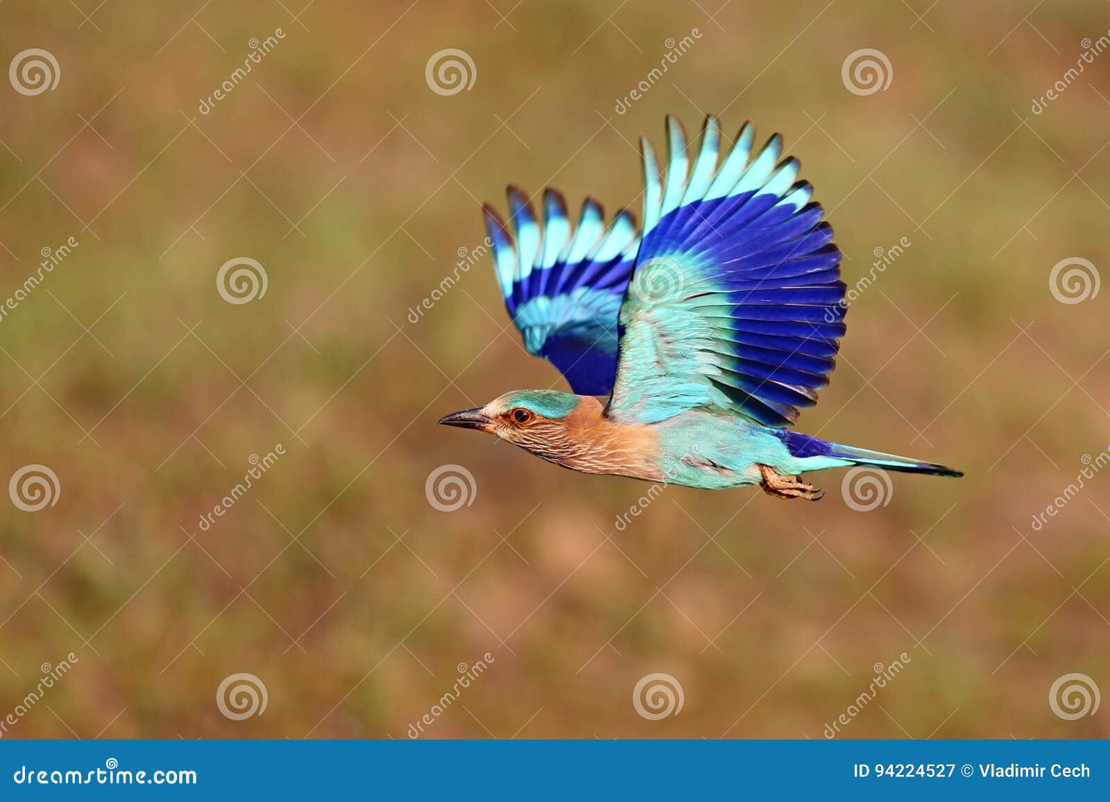 Indian Roller Bird In Flight At Tadoba Tiger Reserve Maharashtra,India ...
