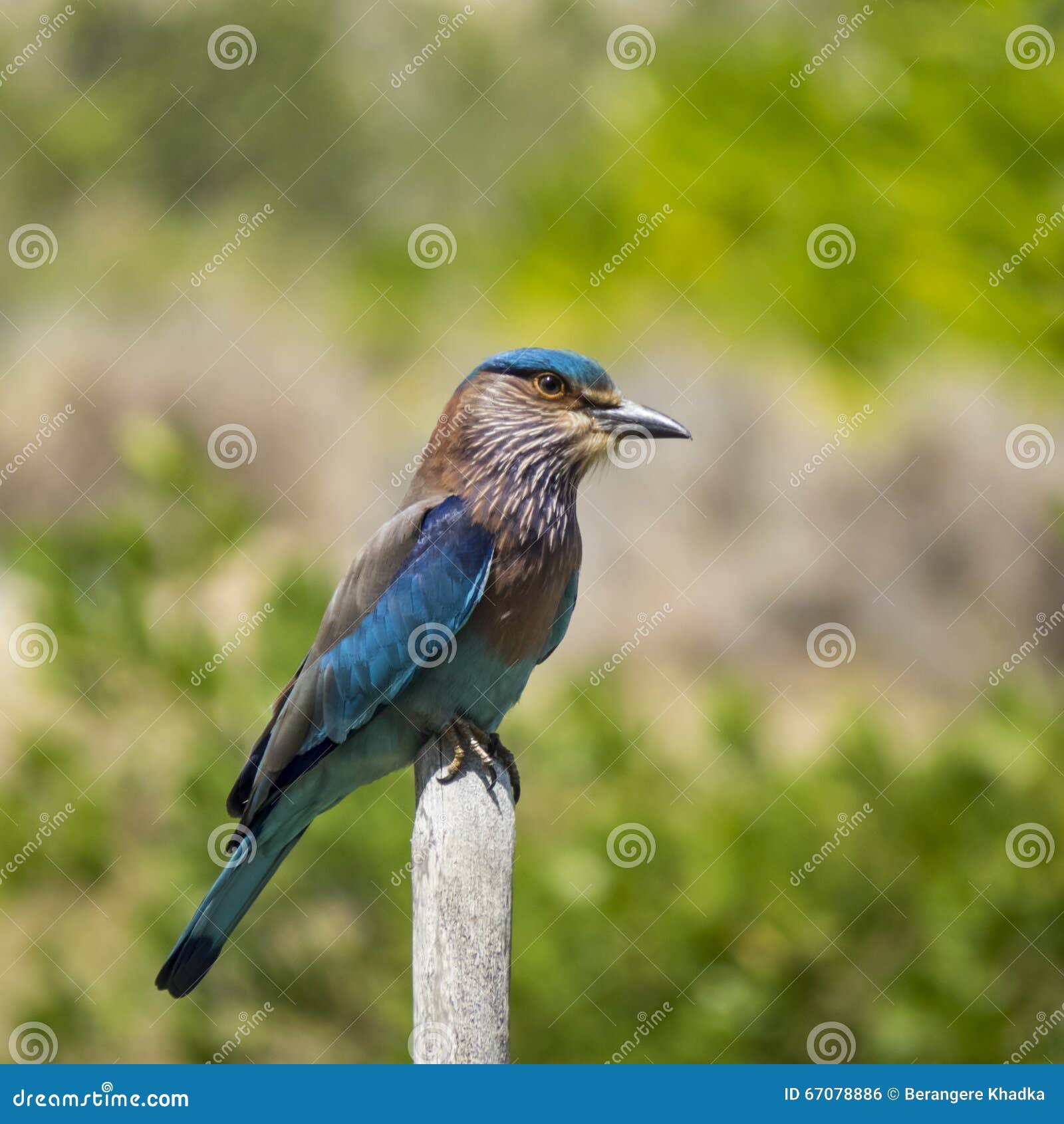 Indian Roller Sitting On Branch Royalty-Free Stock Photography ...