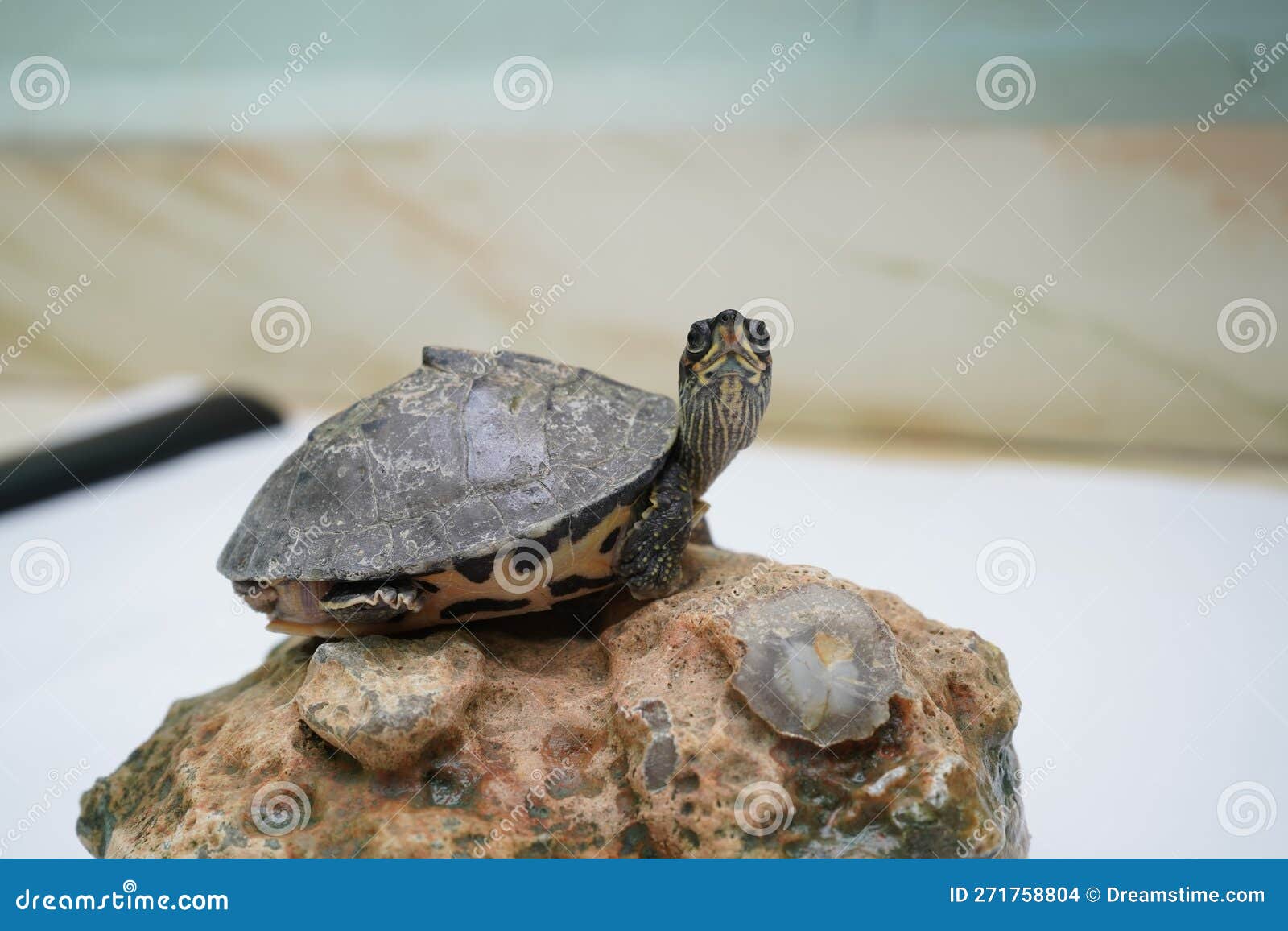 Two Indian Roofed Turtles, Kachuga Tecta, Basking In The Sun, Mahanadi ...