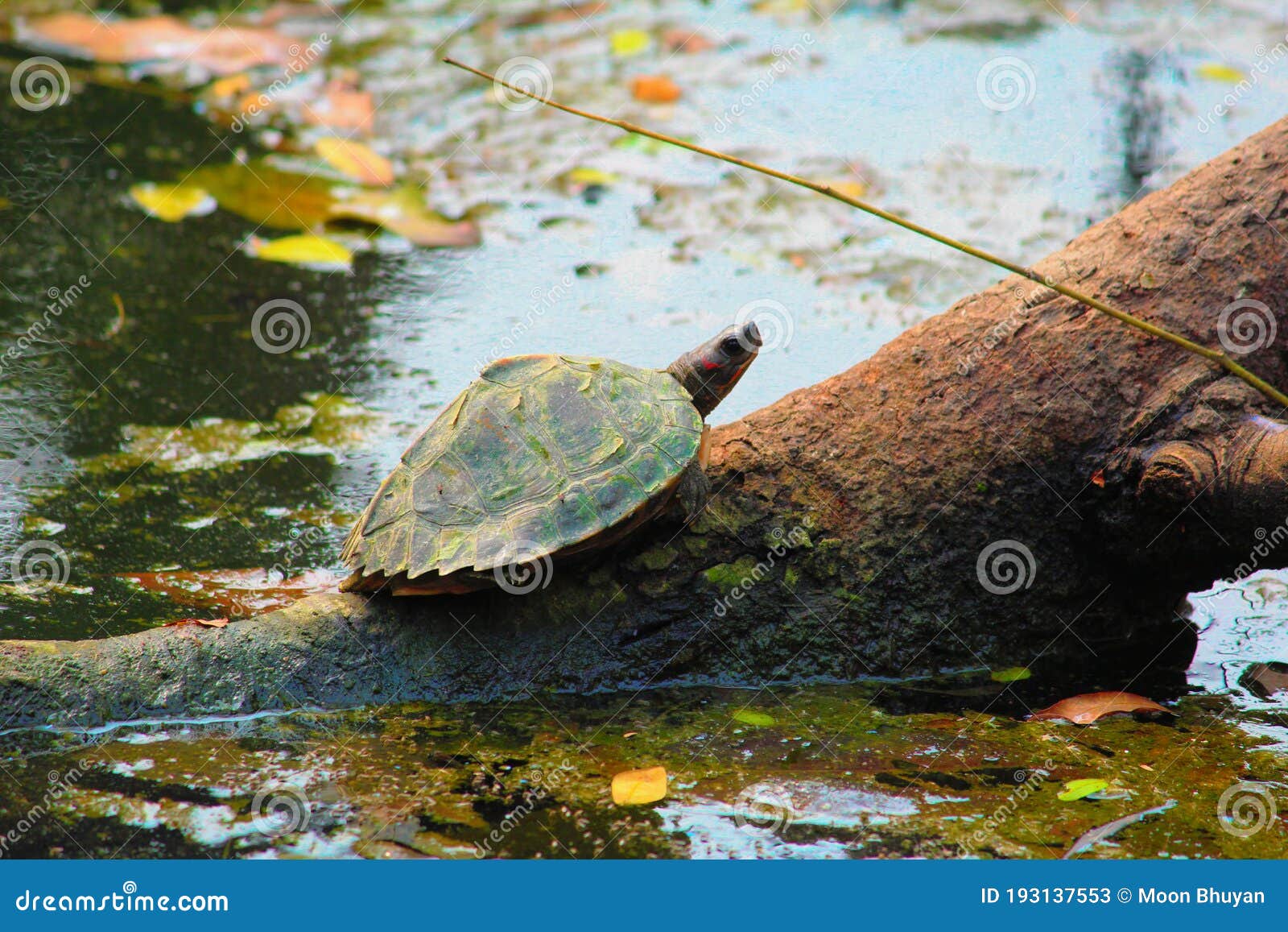 Two Indian Roofed Turtles, Kachuga Tecta, Basking In The Sun, Mahanadi ...