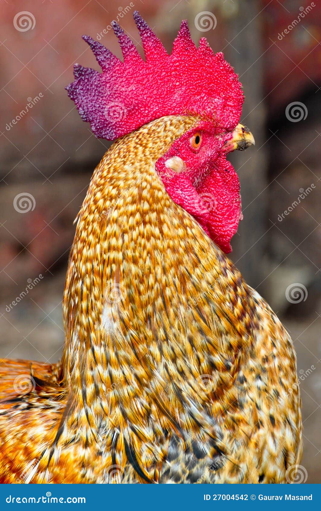 Indian rooster stock photo. Image of chicken, fray, door - 27004542