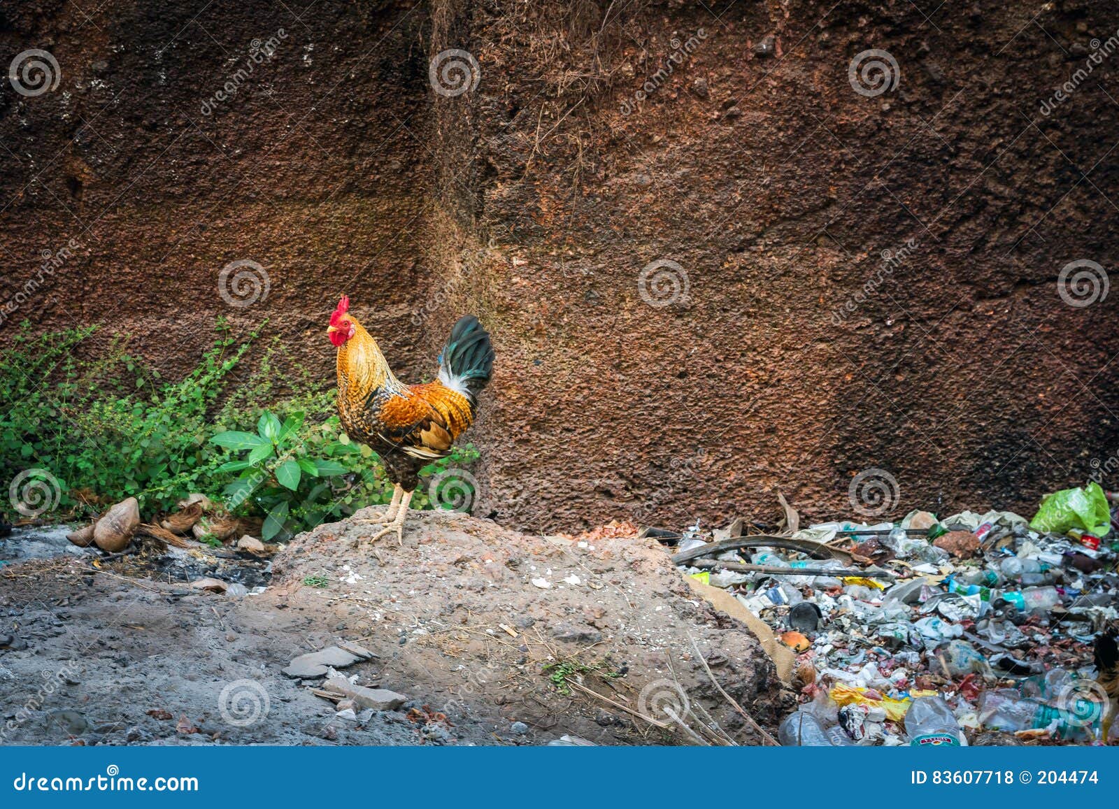 Indian Rooster and a Pile of Junk. Stock Photo - Image of cockerel ...